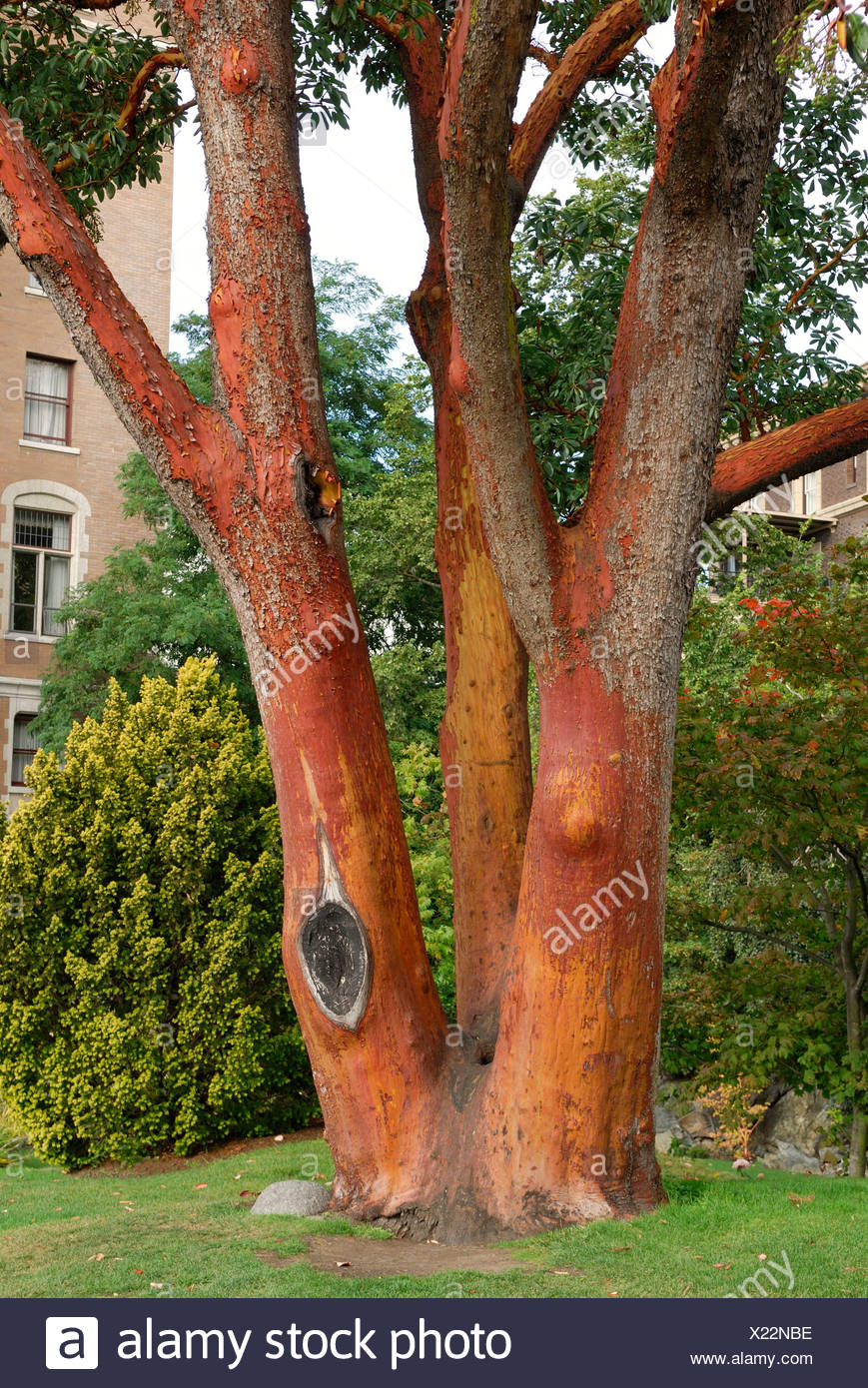 Madrone Tree High Resolution Stock Photography and Images - Alamy