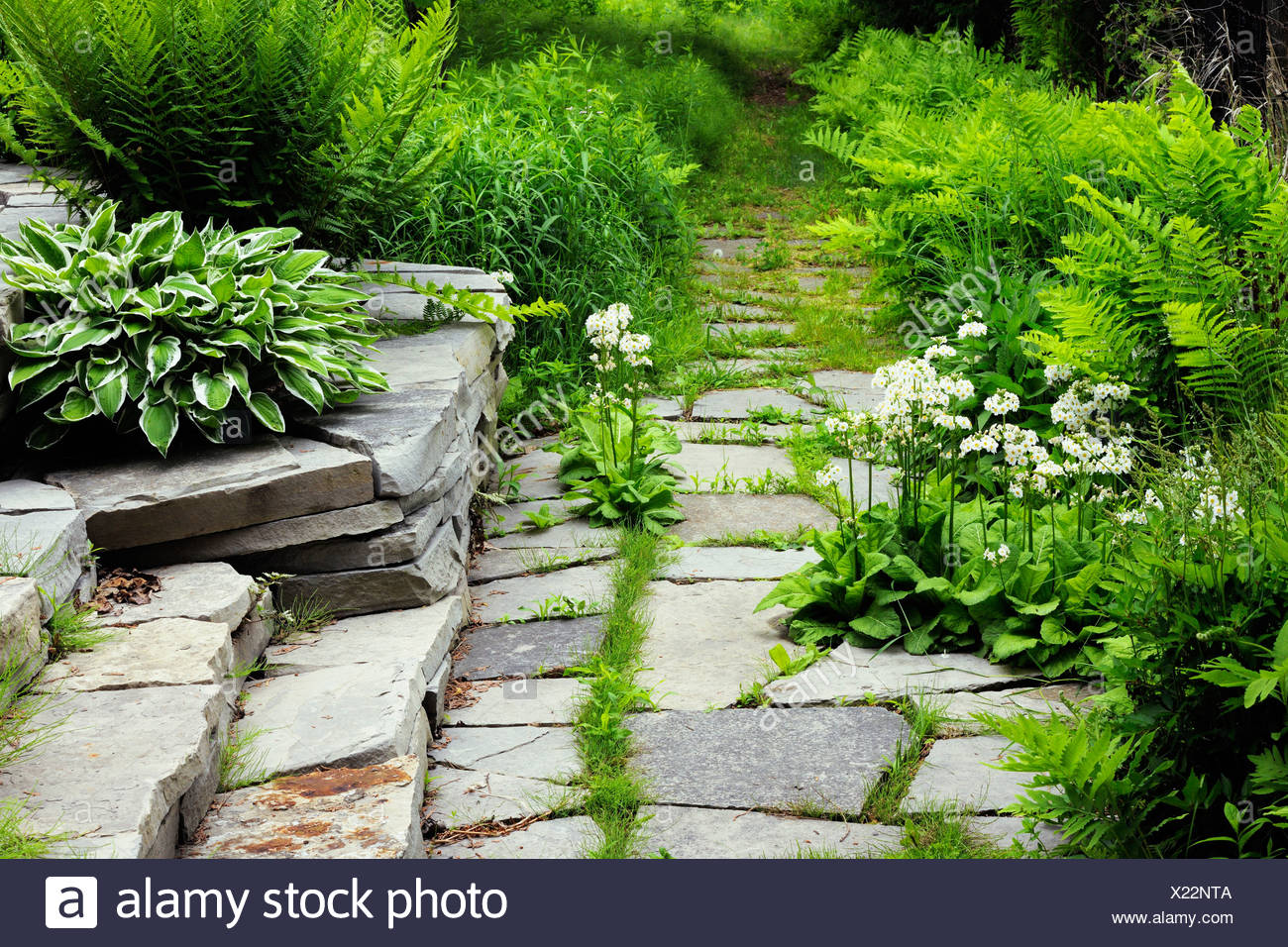 Chinese Primrose High Resolution Stock Photography and Images - Alamy