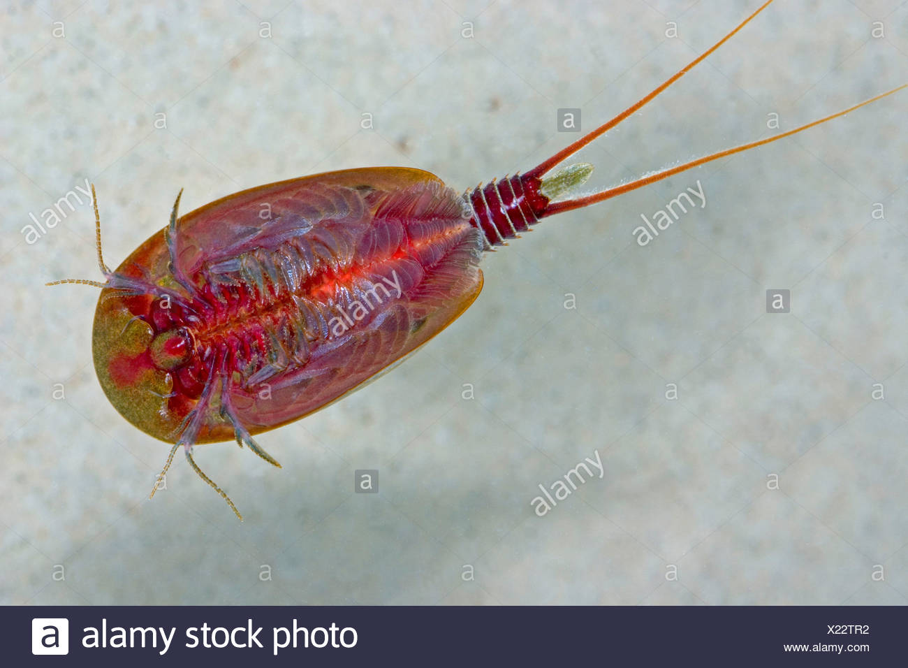 Lepidurus High Resolution Stock Photography and Images - Alamy