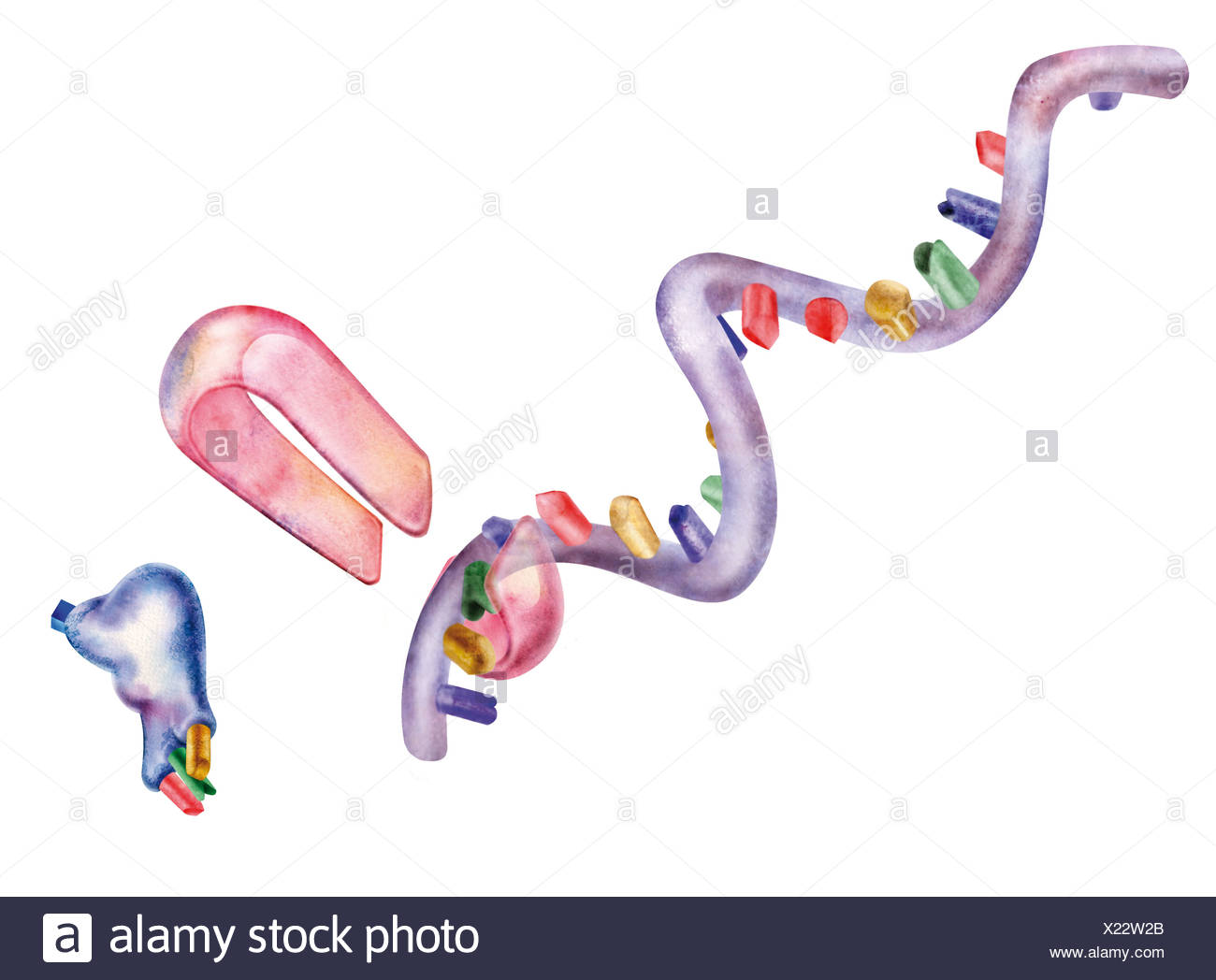 Protein Synthesis Stock Photos & Protein Synthesis Stock Images - Alamy