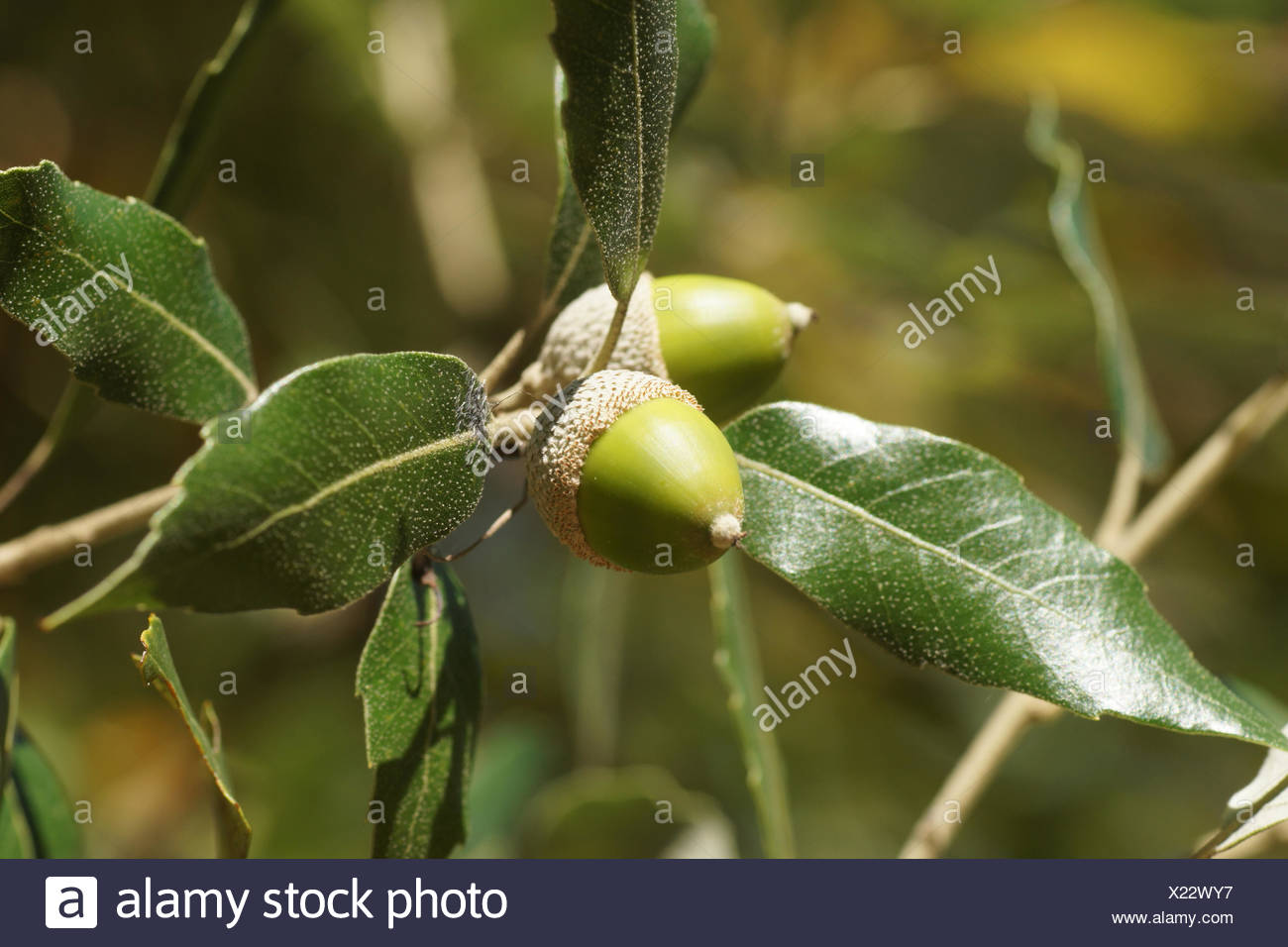 Quercus Ilex Stock Photos & Quercus Ilex Stock Images - Alamy