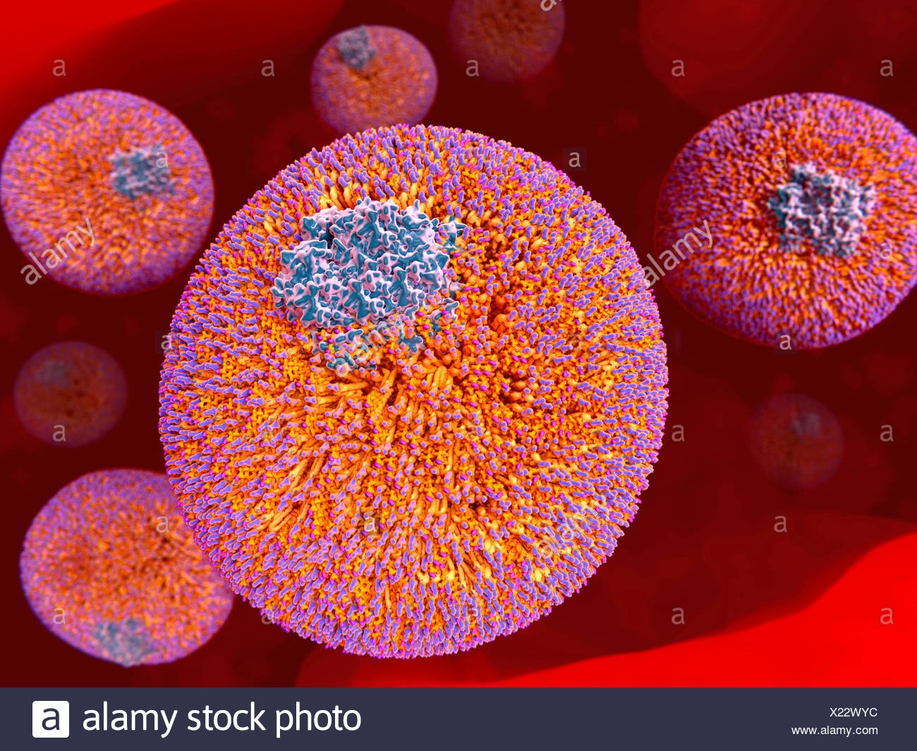 Lipoprotein Stock Photos & Lipoprotein Stock Images - Alamy