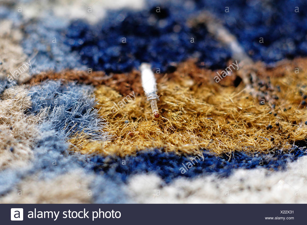 Clothes Moth Larva High Resolution Stock Photography and Images - Alamy