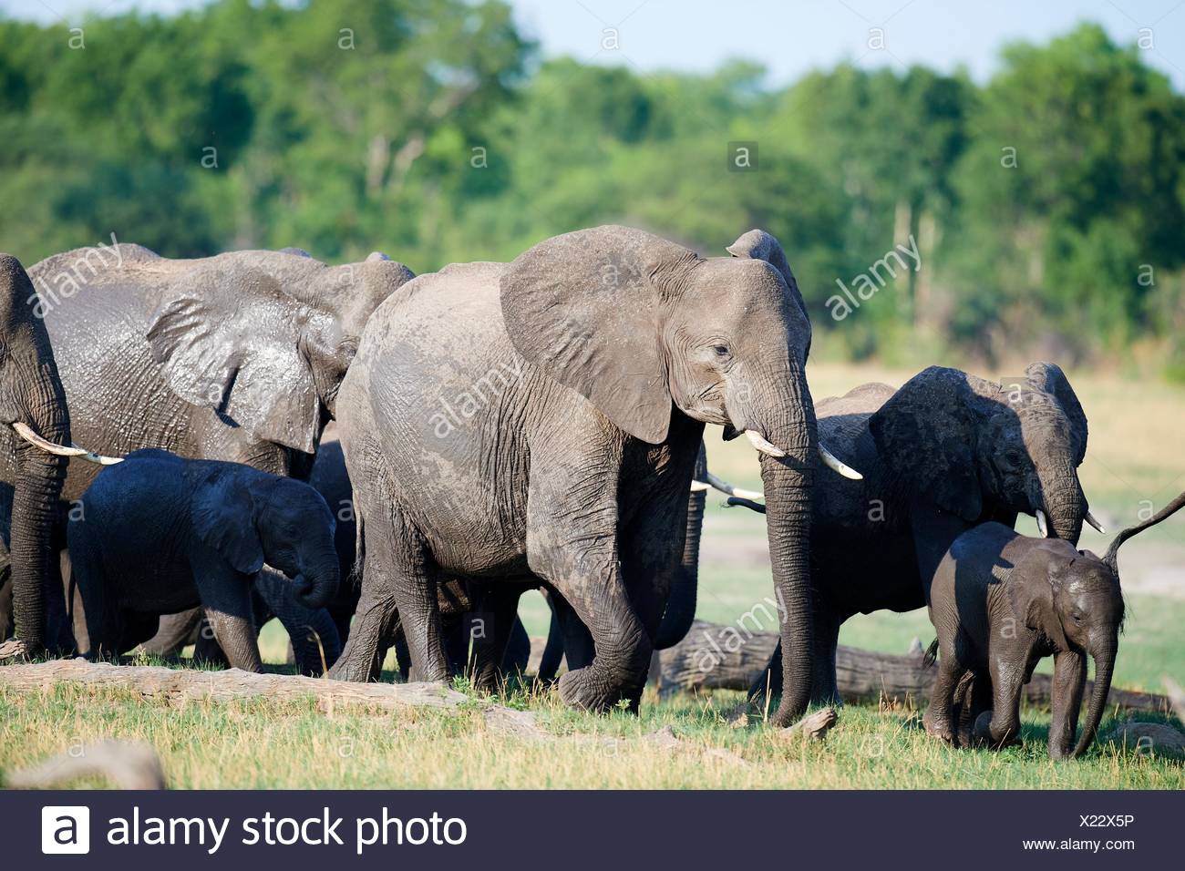 Female Elephant Stock Photos & Female Elephant Stock Images - Alamy