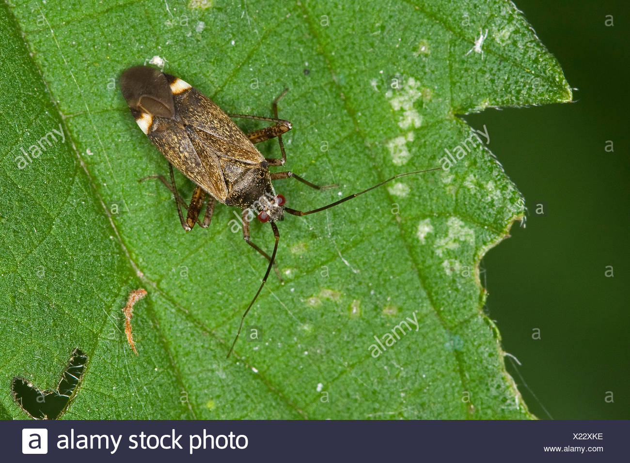 Capsid Bugs High Resolution Stock Photography and Images - Alamy