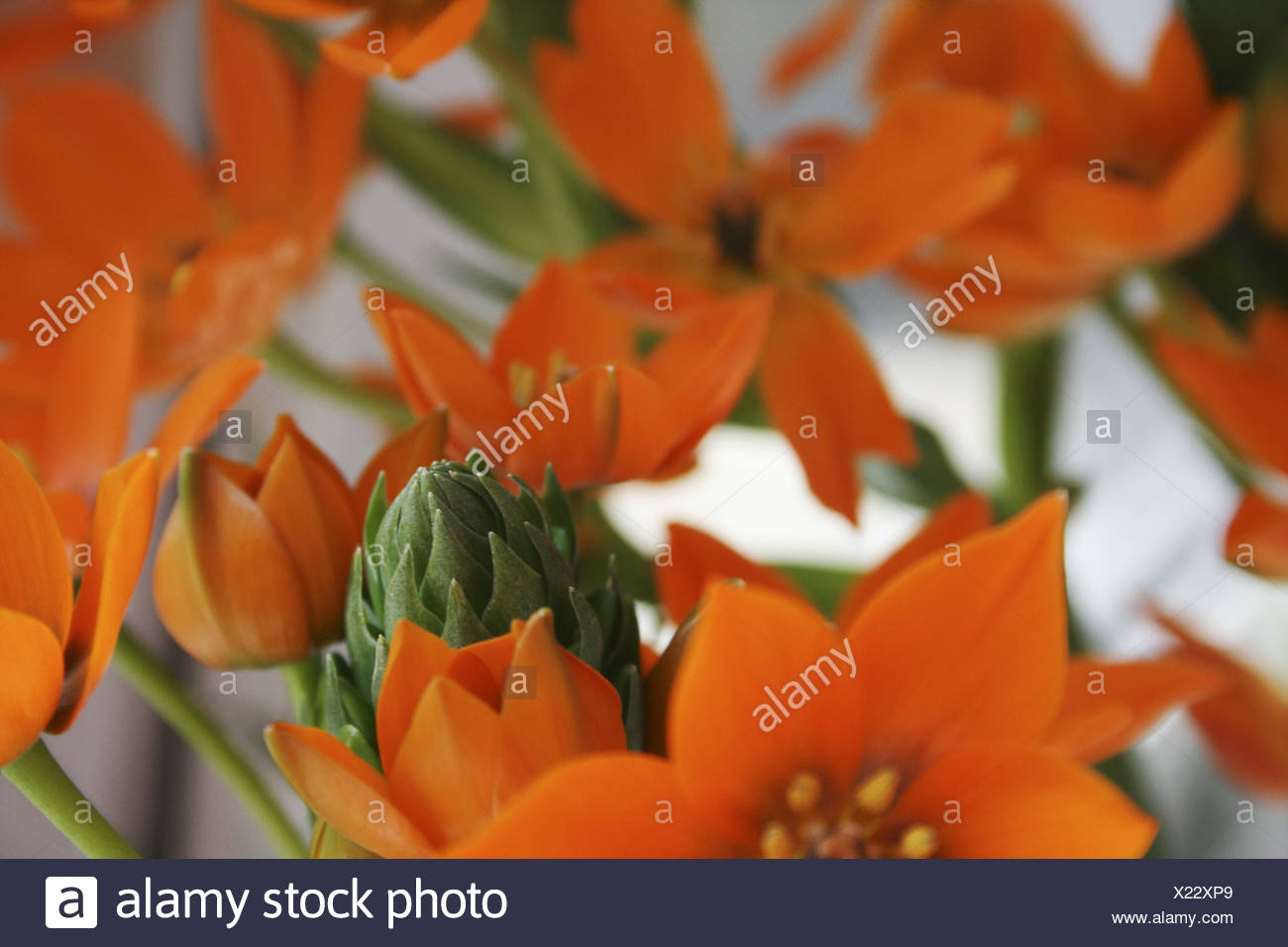 Ornithogalum Dubium Stock Photos & Ornithogalum Dubium Stock Images - Alamy