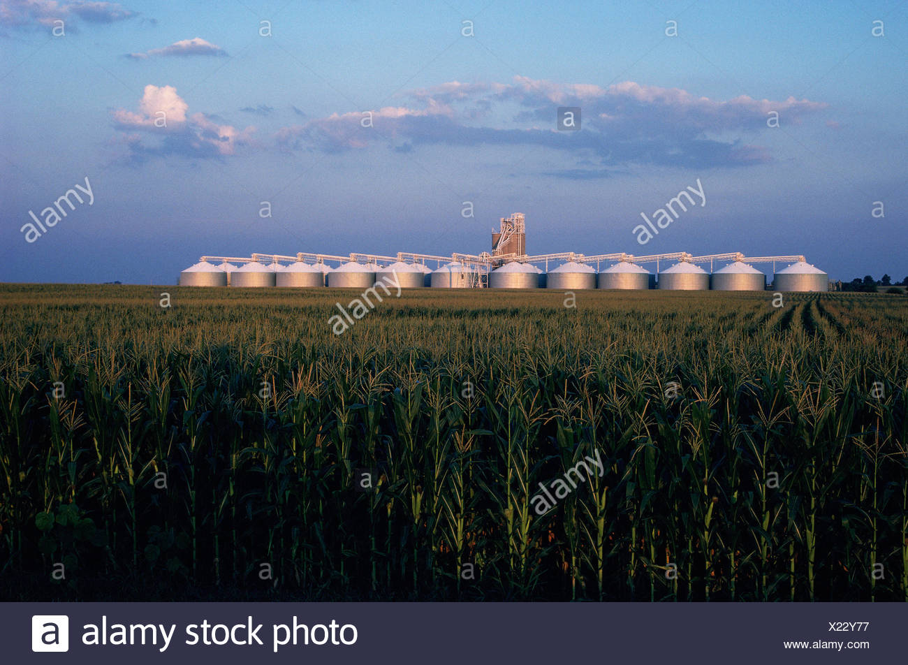 Corn Fields Illinois Stock Photos & Corn Fields Illinois Stock Images ...