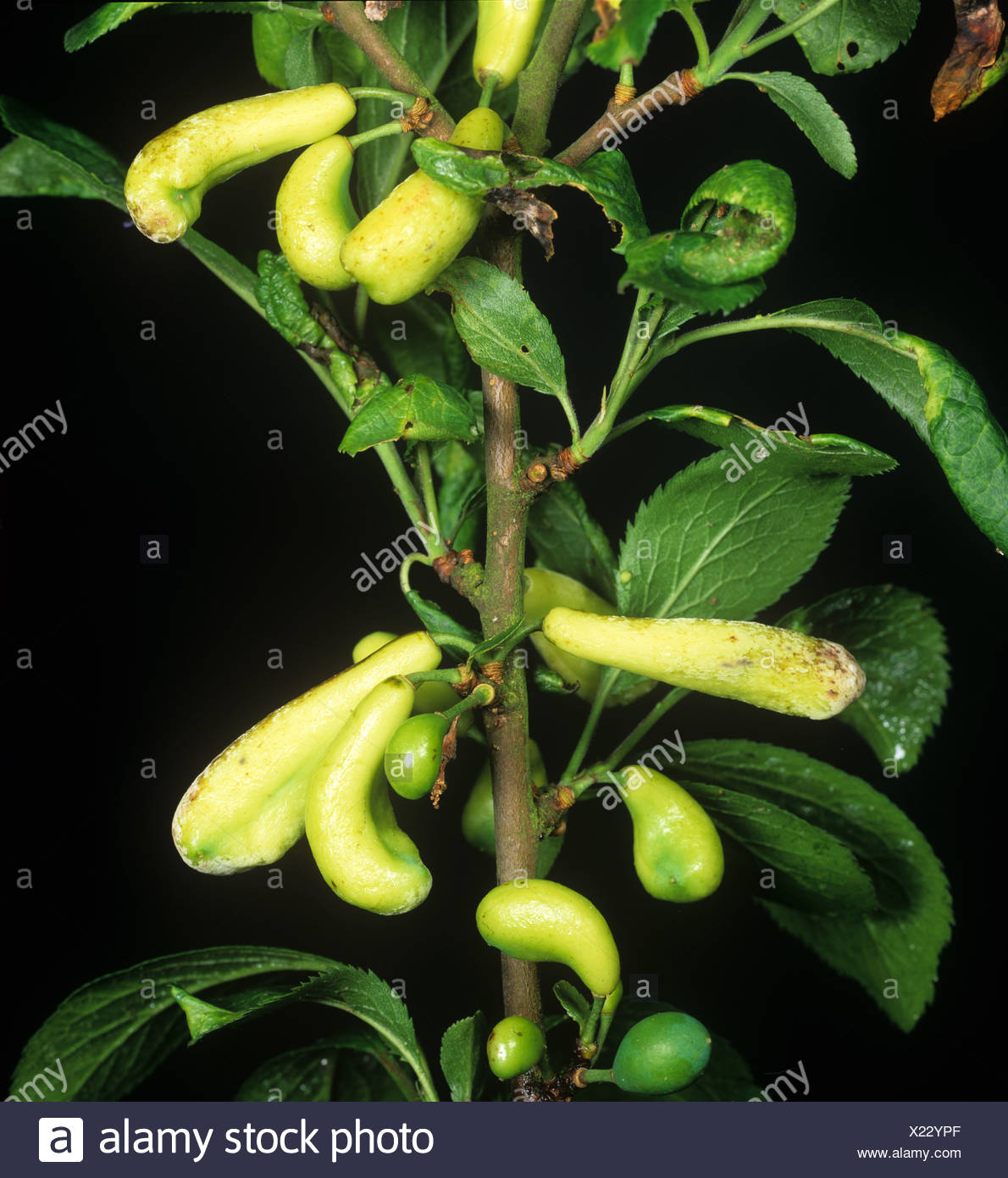 Taphrina Pruni High Resolution Stock Photography and Images - Alamy