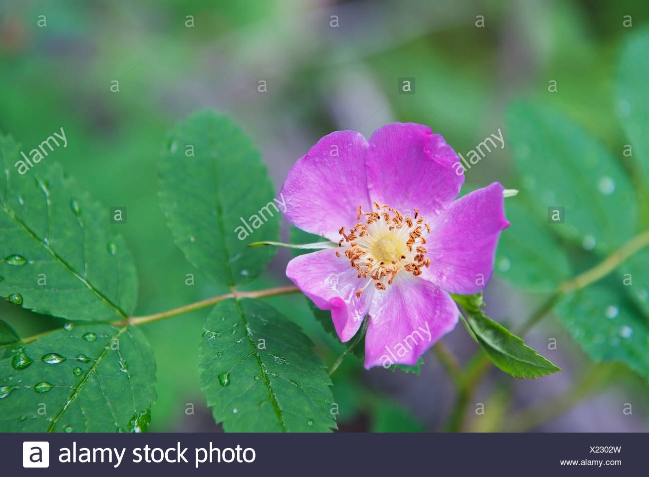Alberta Wild Rose Stock Photos & Alberta Wild Rose Stock Images - Alamy