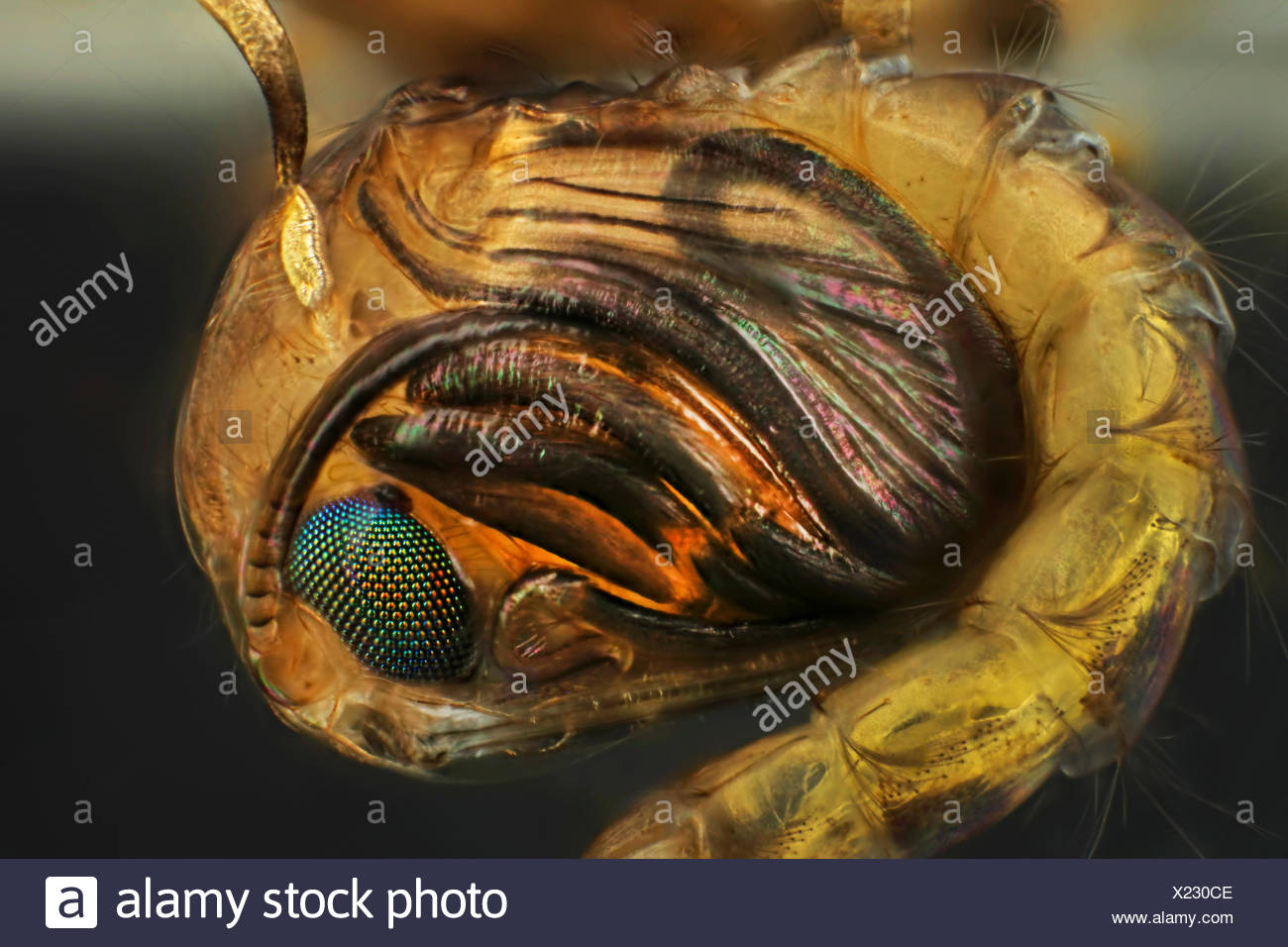 Mueckenlave High Resolution Stock Photography and Images - Alamy