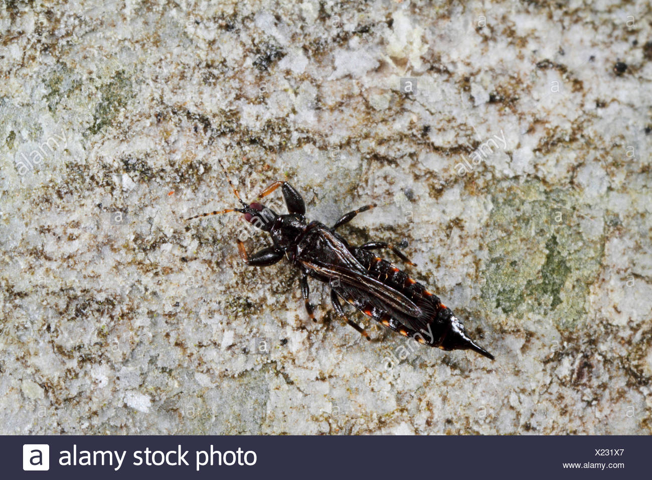 Thunderbug High Resolution Stock Photography and Images - Alamy