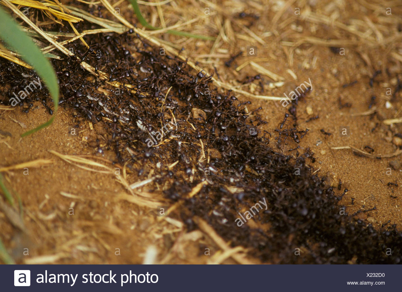 Ants Column High Resolution Stock Photography and Images - Alamy