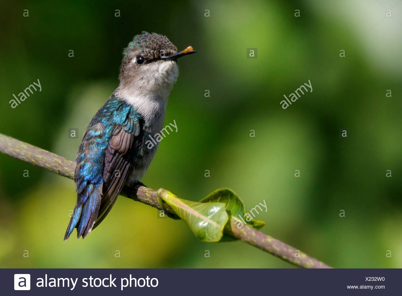 Bee Hummingbird High Resolution Stock Photography and Images - Alamy
