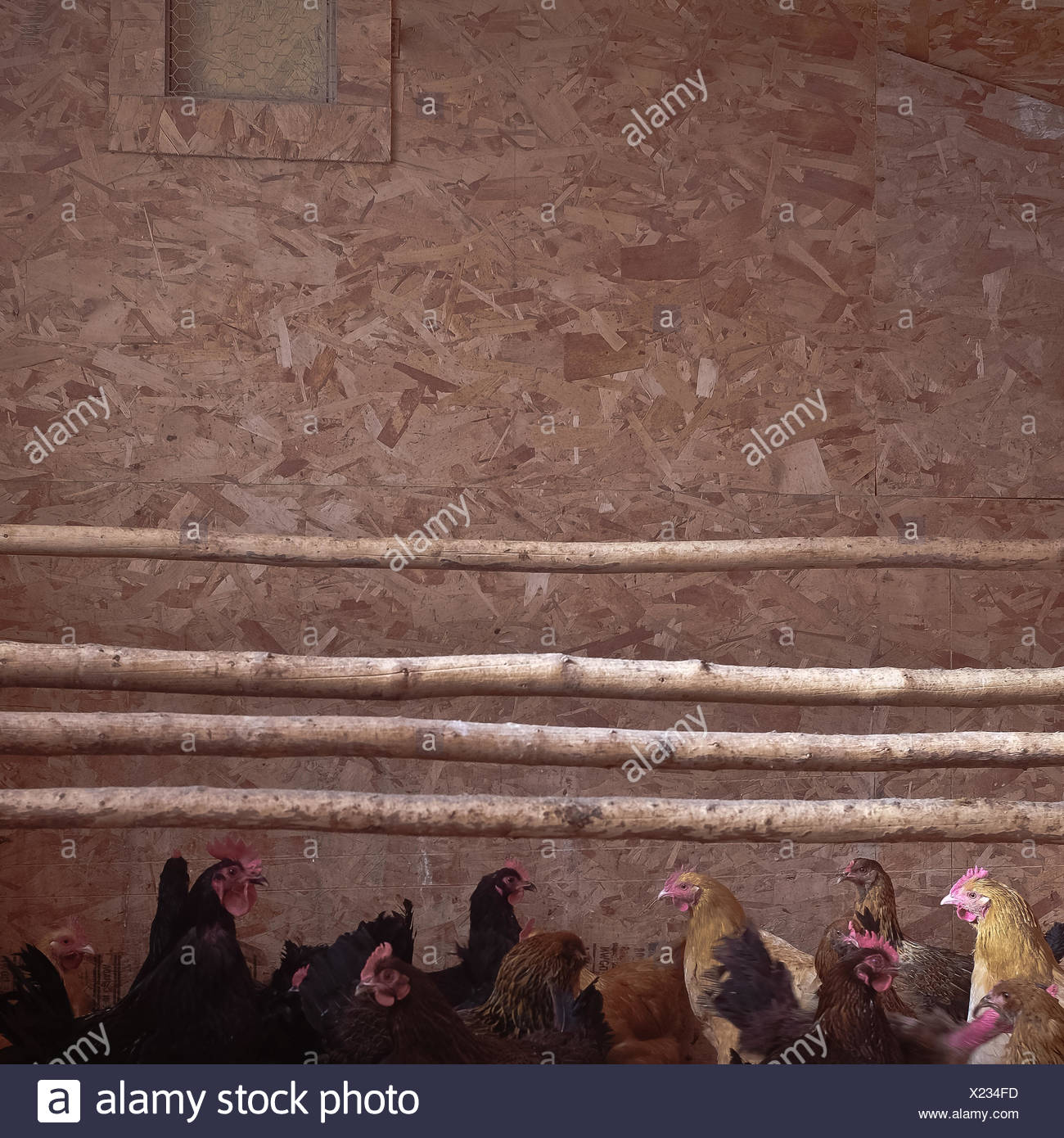 Chickens In Barn High Resolution Stock Photography and Images - Alamy