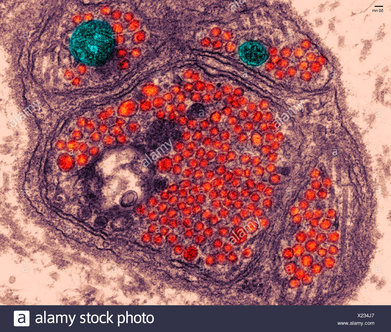 Animal Cell Micrograph High Resolution Stock Photography and Images - Alamy