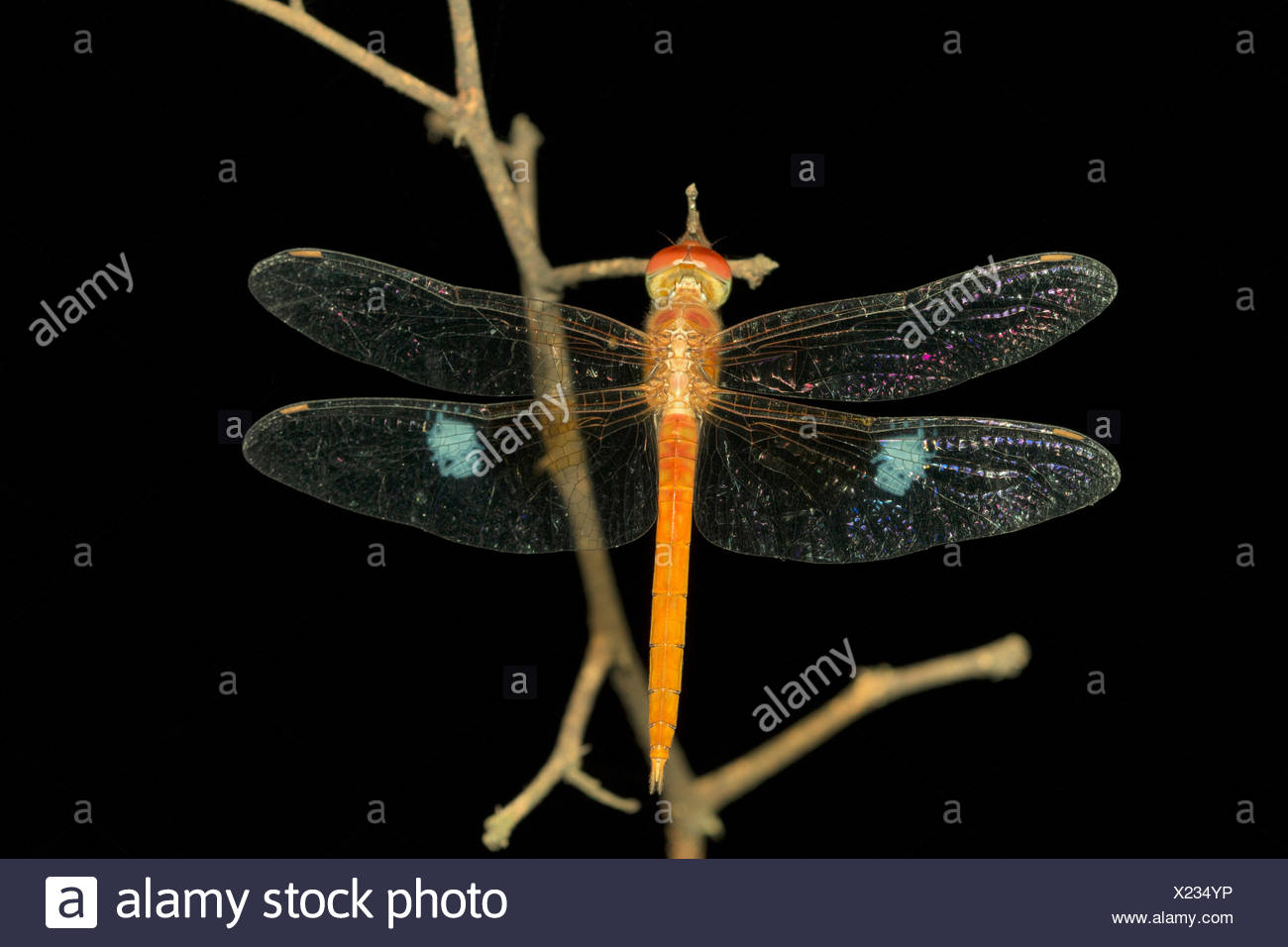 India Dragonfly Fly High Resolution Stock Photography and Images - Alamy