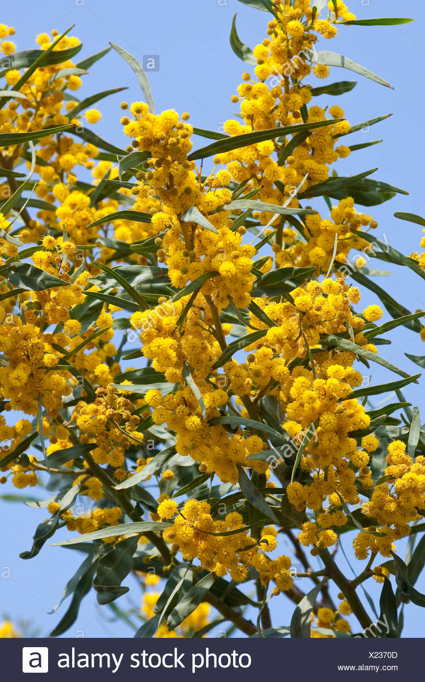 Port Jackson Willow Acacia Saligna High Resolution Stock Photography ...