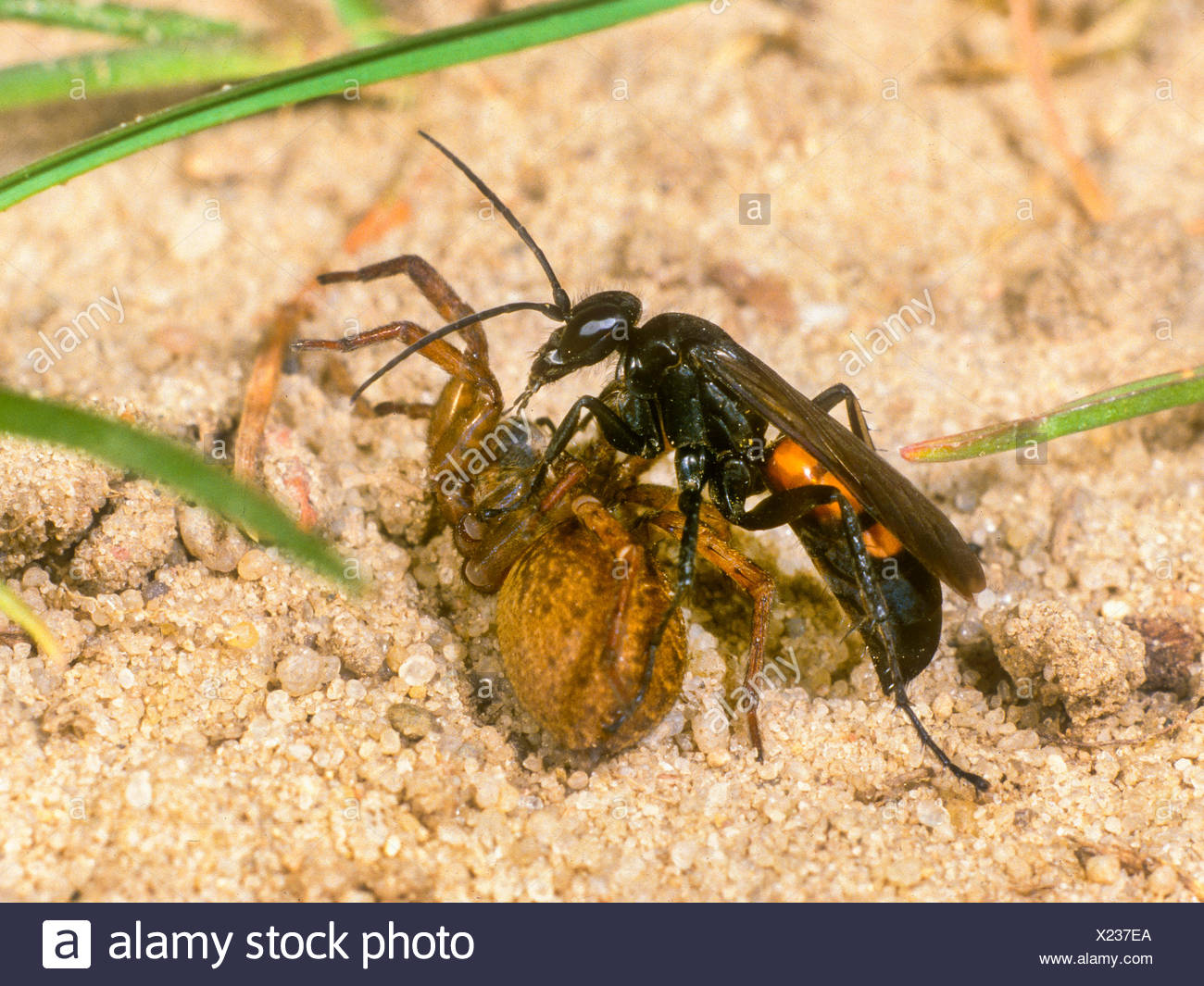 Black Parasite High Resolution Stock Photography and Images - Alamy