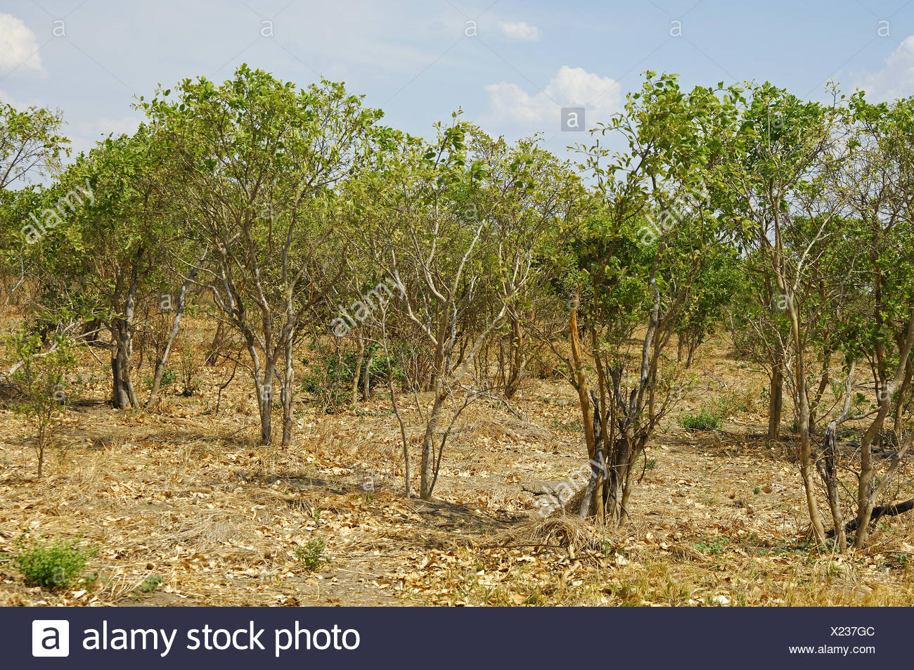 Leadwood Tree High Resolution Stock Photography and Images - Alamy
