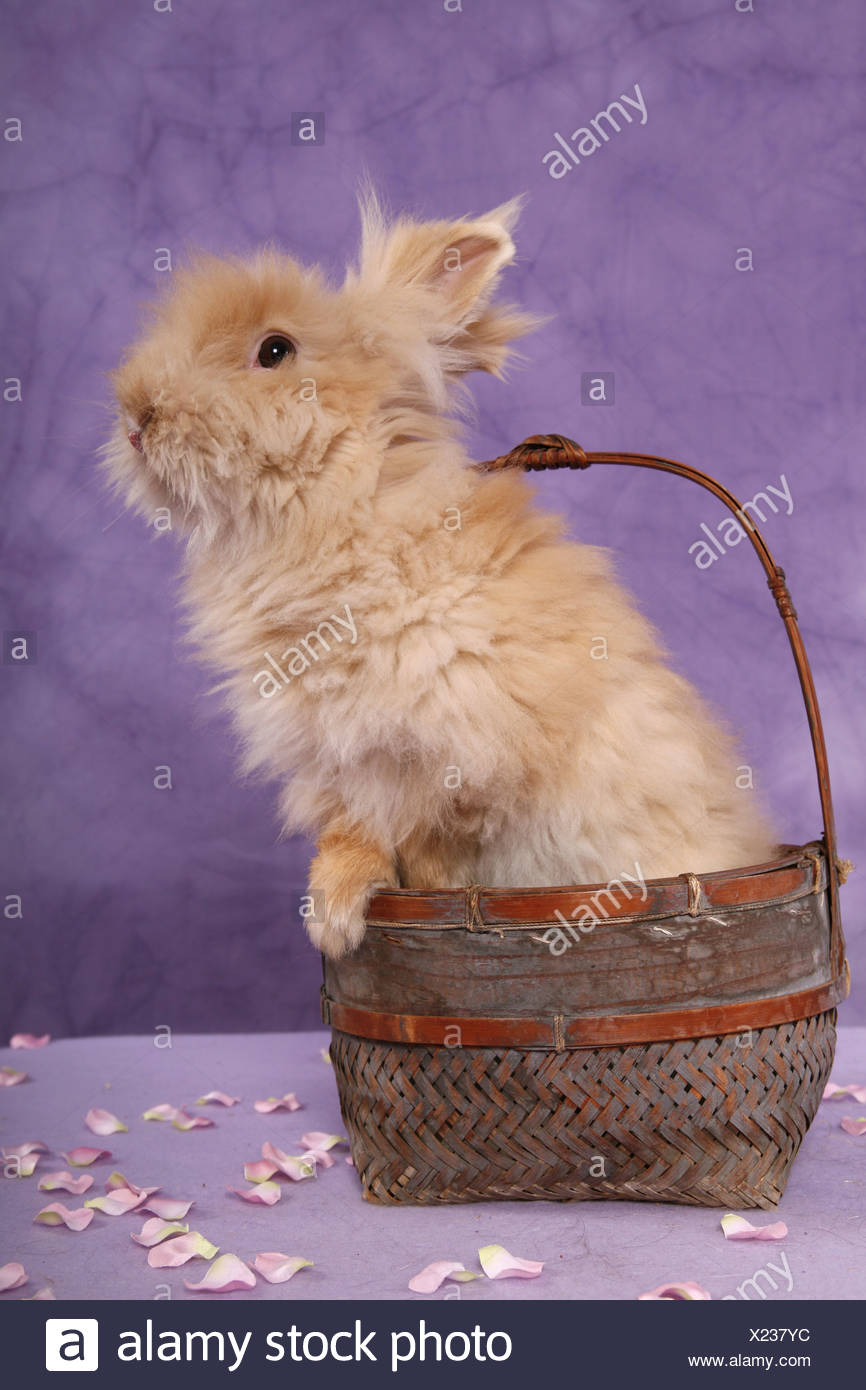 Teddy Dwarf Rabbits High Resolution Stock Photography and Images - Alamy