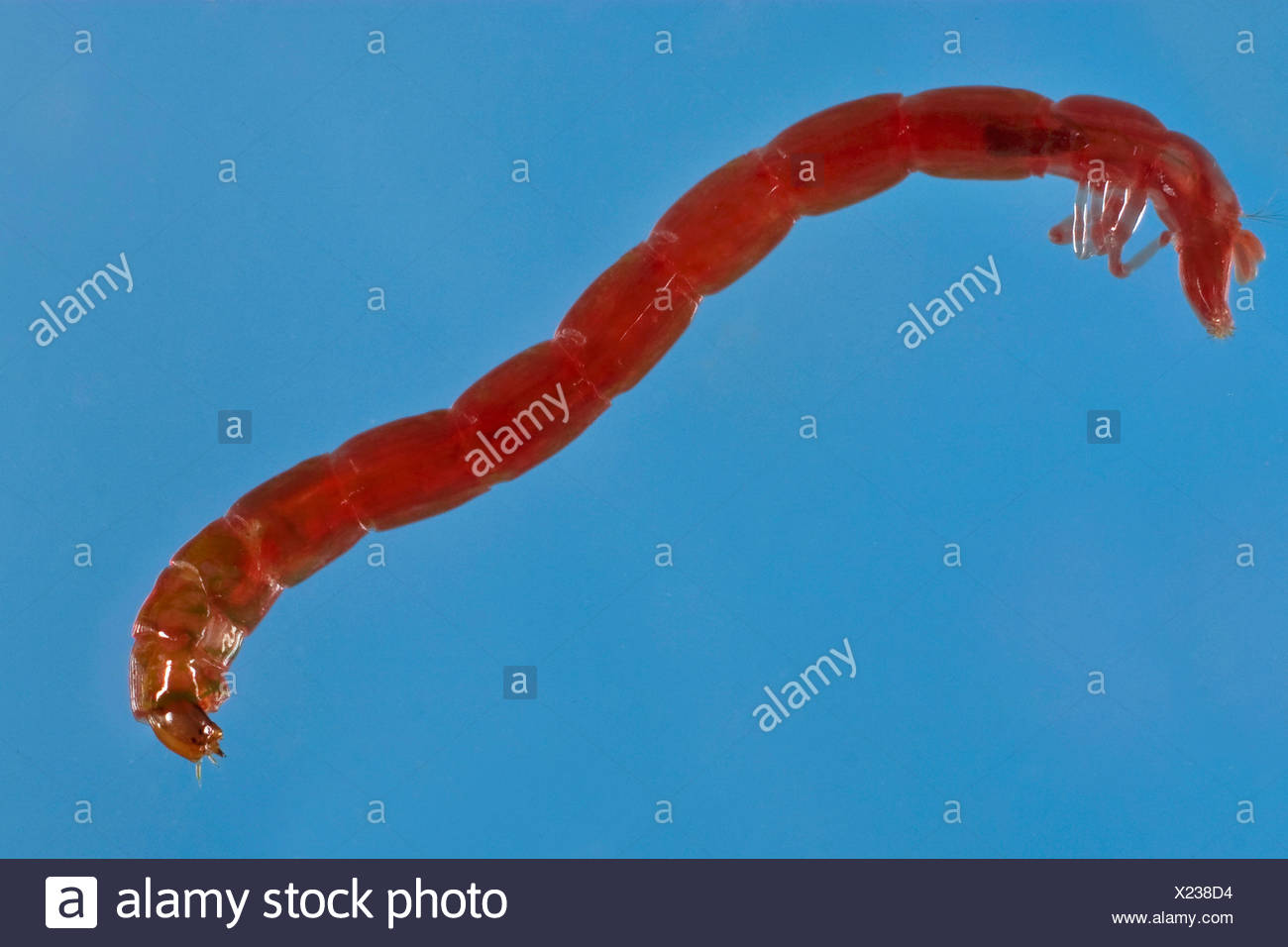Chironomus High Resolution Stock Photography and Images - Alamy