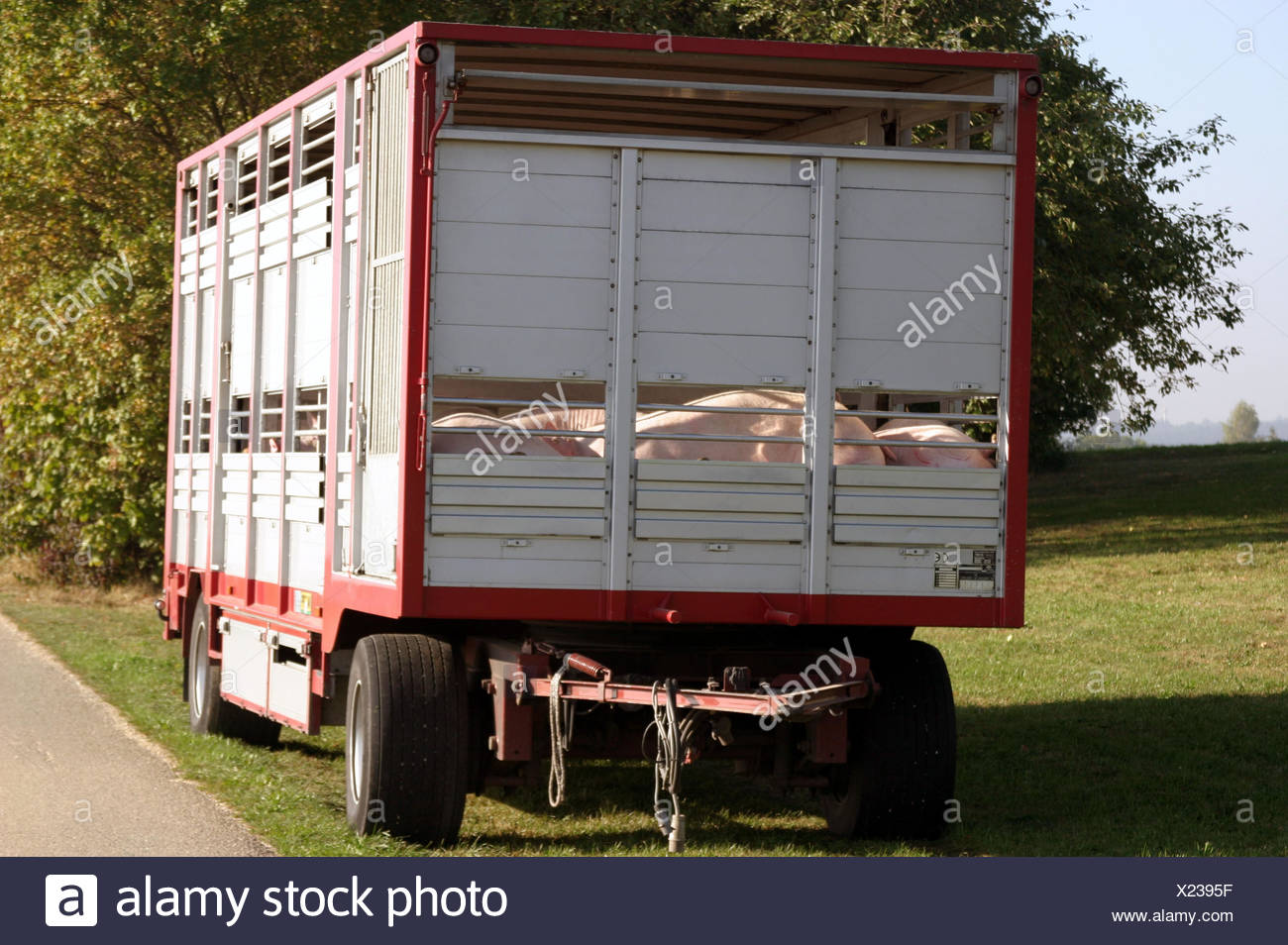 Dimension Keeping Pets High Resolution Stock Photography and Images - Alamy