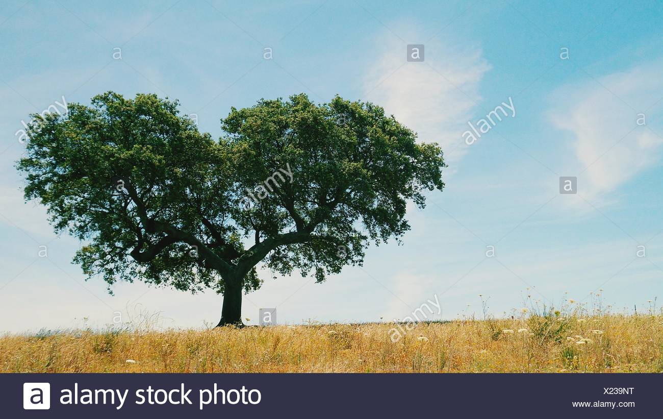Heart Of Oak High Resolution Stock Photography and Images - Alamy