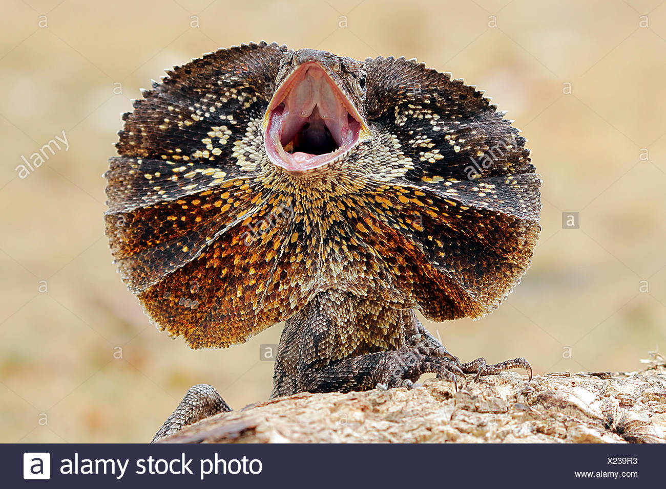 Frilled Lizard Stock Photos & Frilled Lizard Stock Images - Alamy