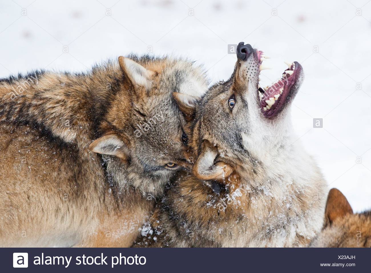 Two Fighting Wolves High Resolution Stock Photography and Images - Alamy