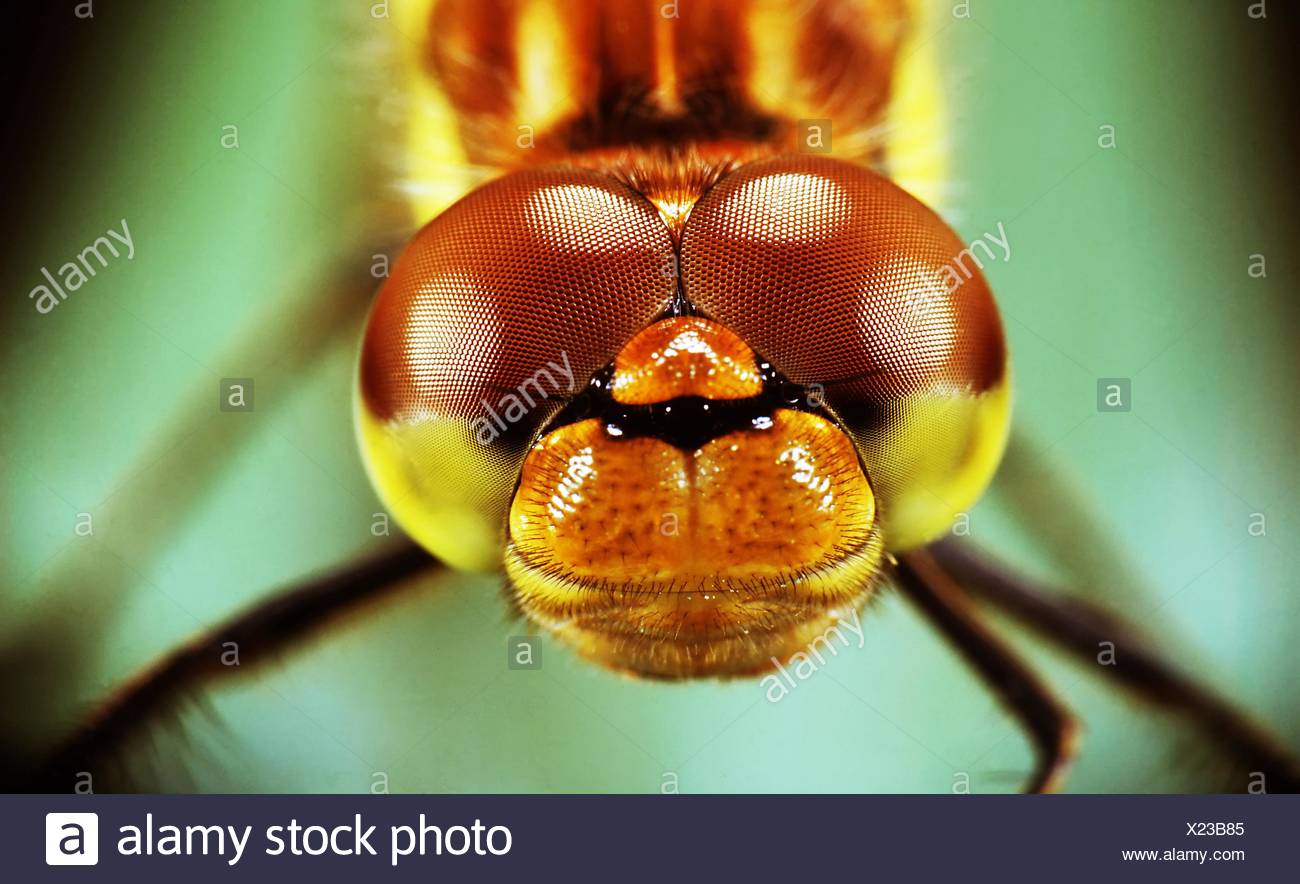 Fly Compound Eye High Resolution Stock Photography and Images - Alamy