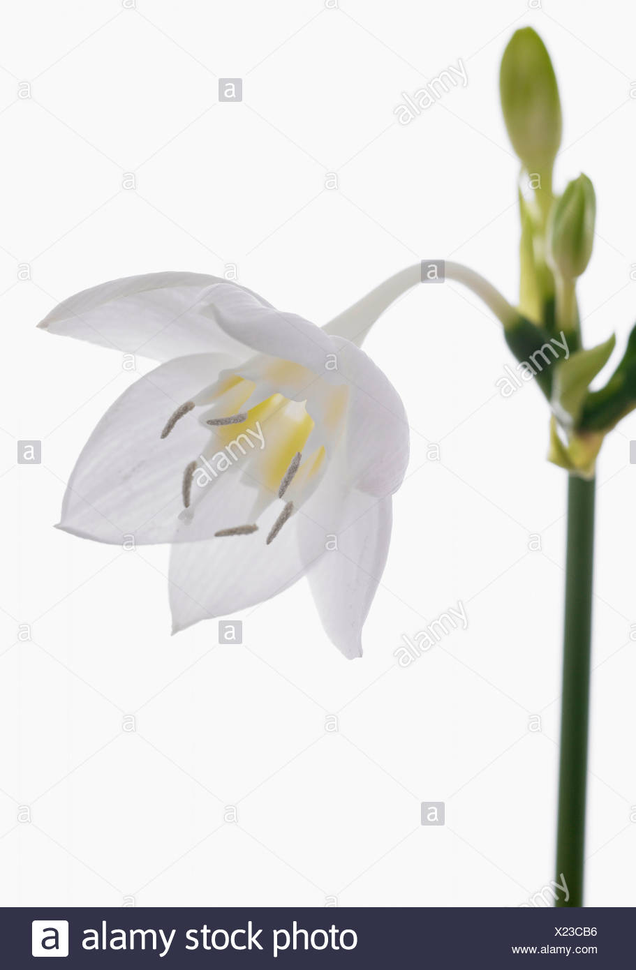 Lily Eucharis Amazonica High Resolution Stock Photography and Images ...