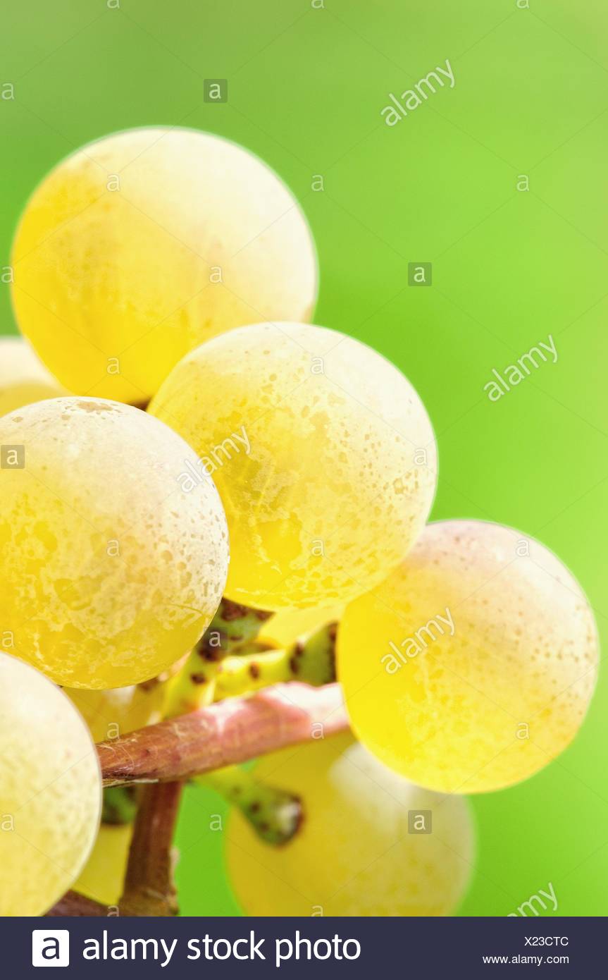 Riesling Grapes Stock Photos & Riesling Grapes Stock Images - Alamy