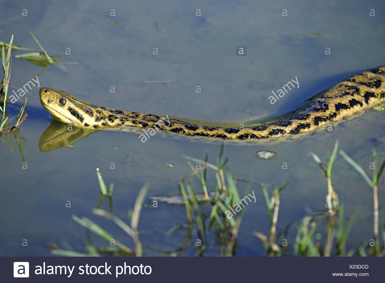 Yellow Anaconda Eunectes Notaeus Swimming Stock Photos & Yellow ...