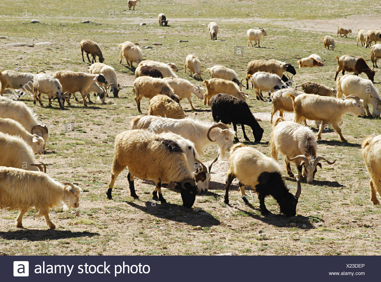 Goat Ranges High Resolution Stock Photography and Images - Alamy