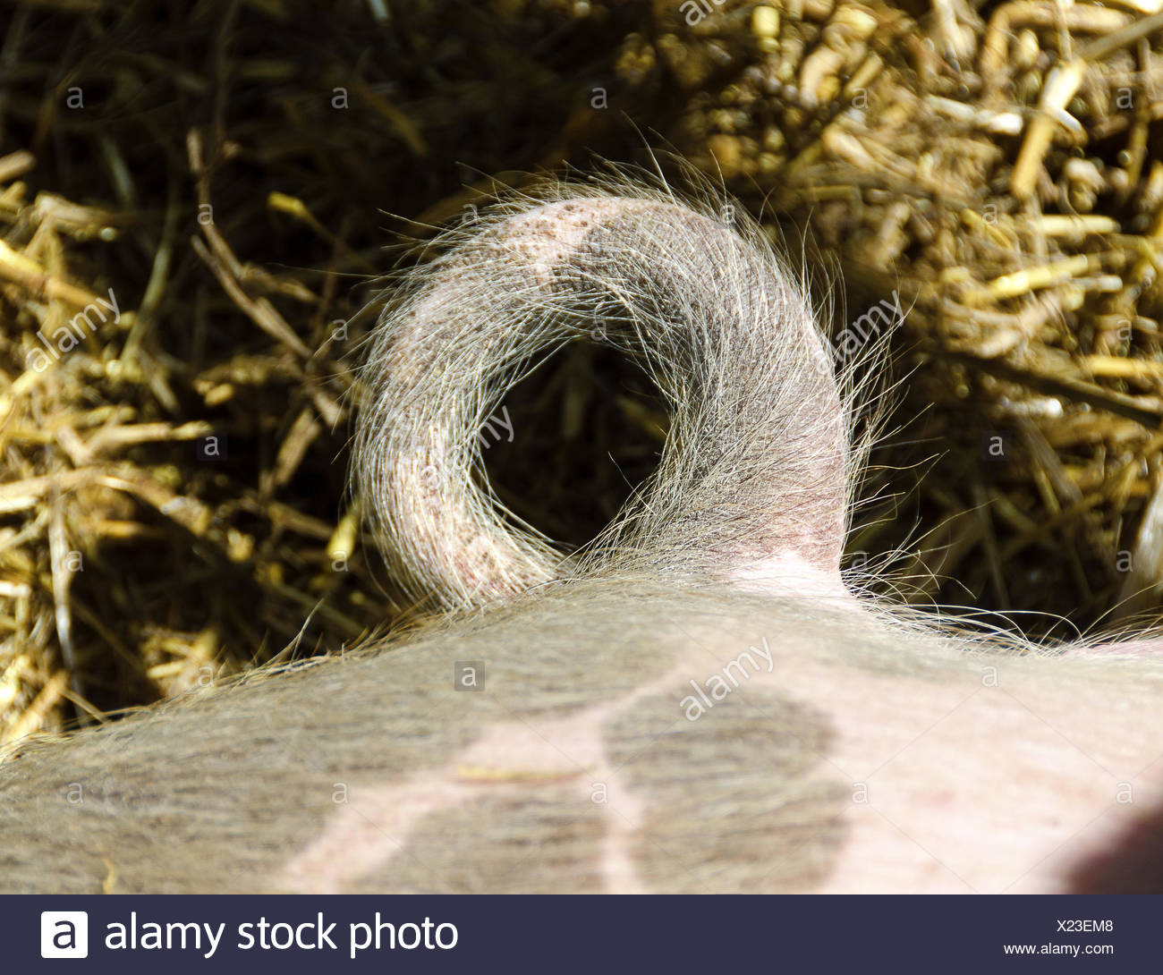 Curled Tail High Resolution Stock Photography and Images - Alamy