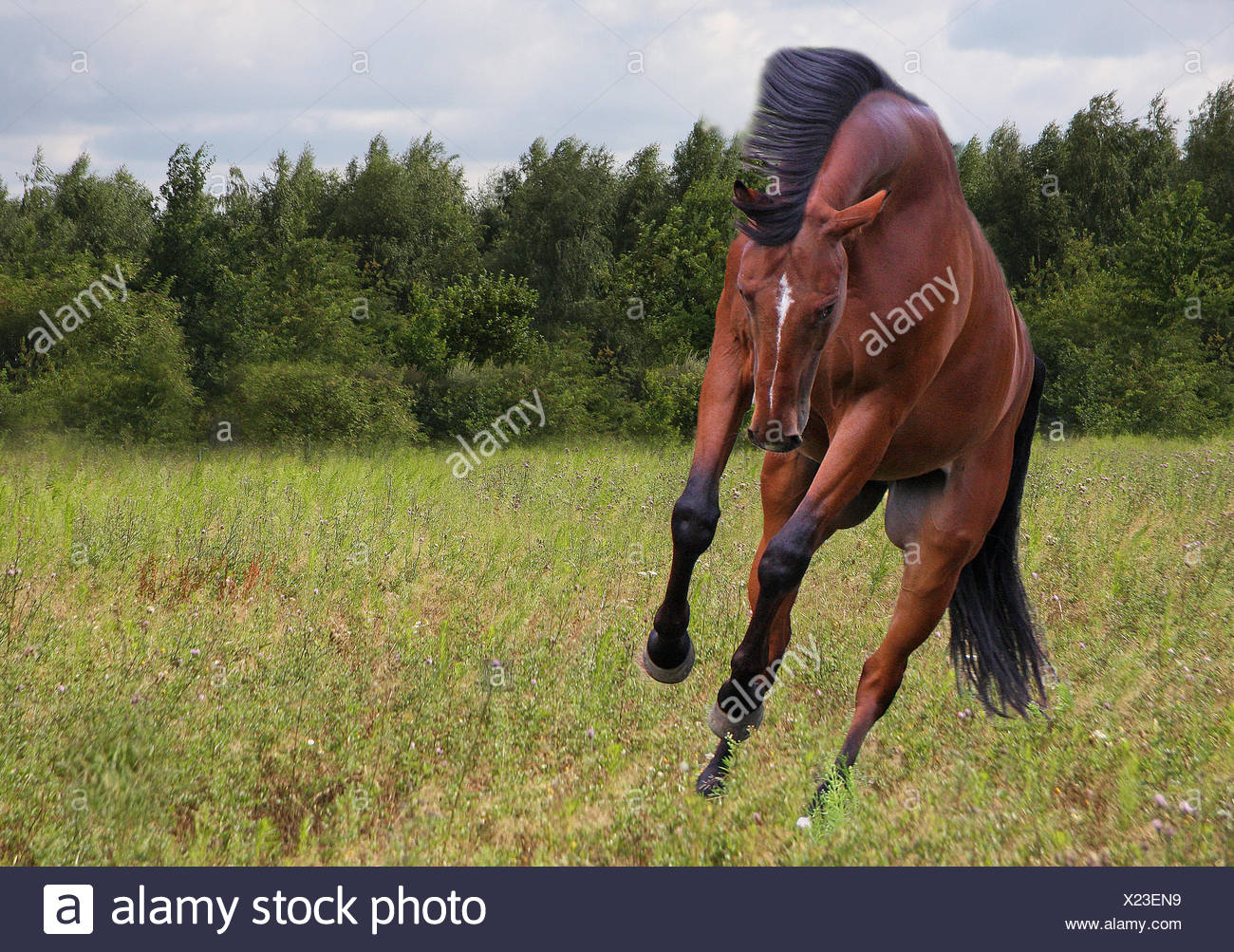Haflinger Horse Jumping High Resolution Stock Photography and Images ...