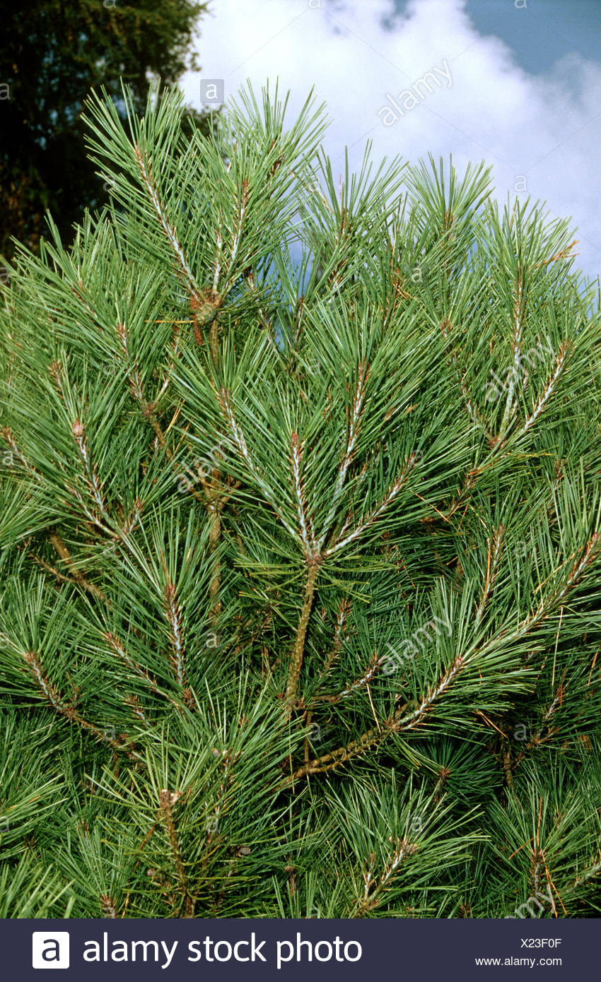 Japanese Red Pine Trees Stock Photos & Japanese Red Pine Trees Stock ...