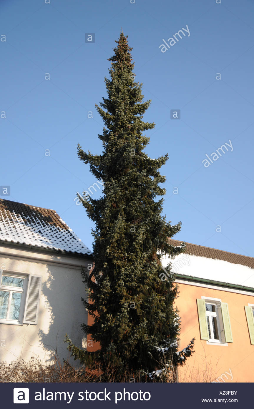 Omorika Spruce High Resolution Stock Photography and Images - Alamy