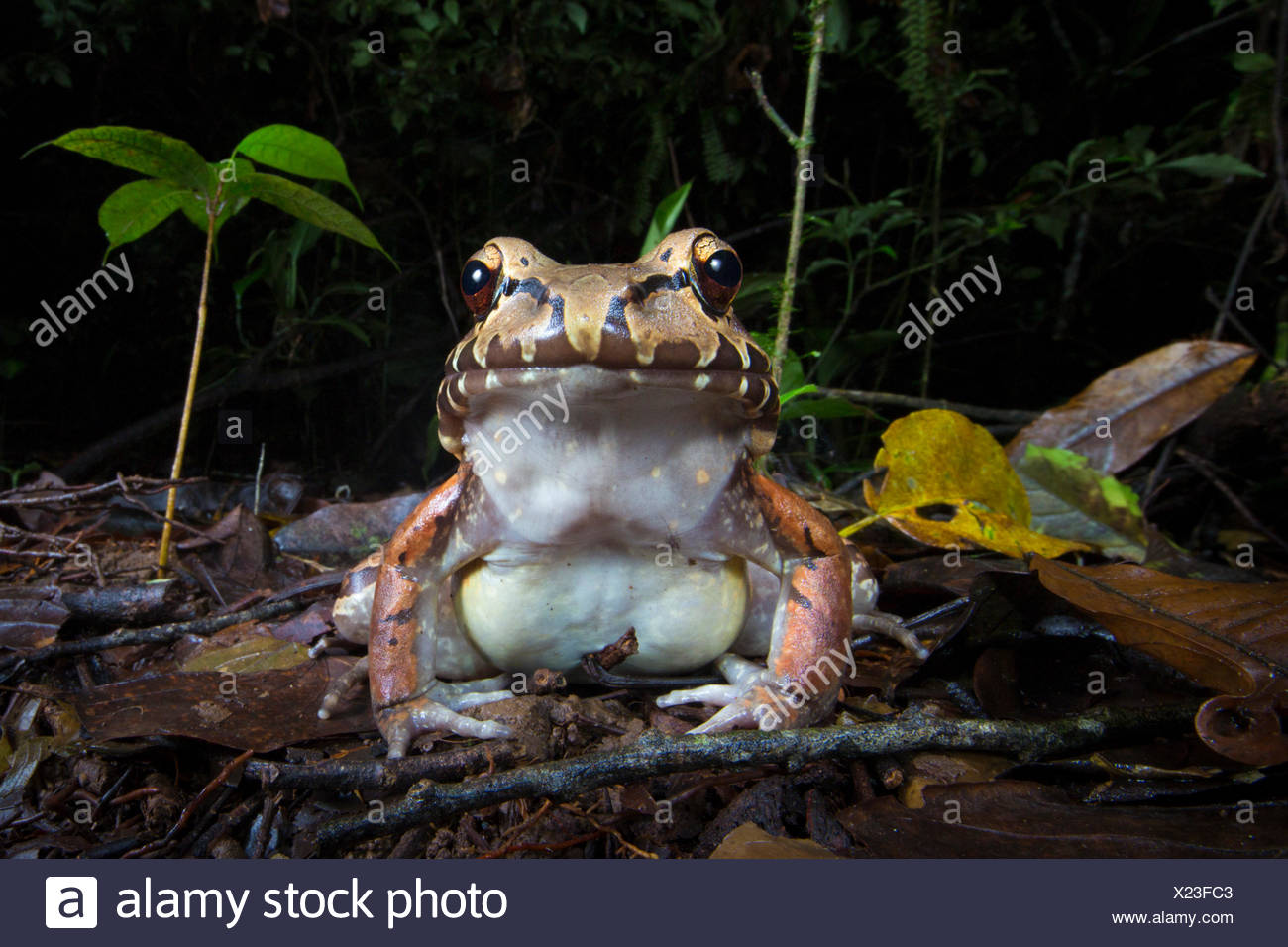 Smokey Jungle Frog High Resolution Stock Photography and Images - Alamy