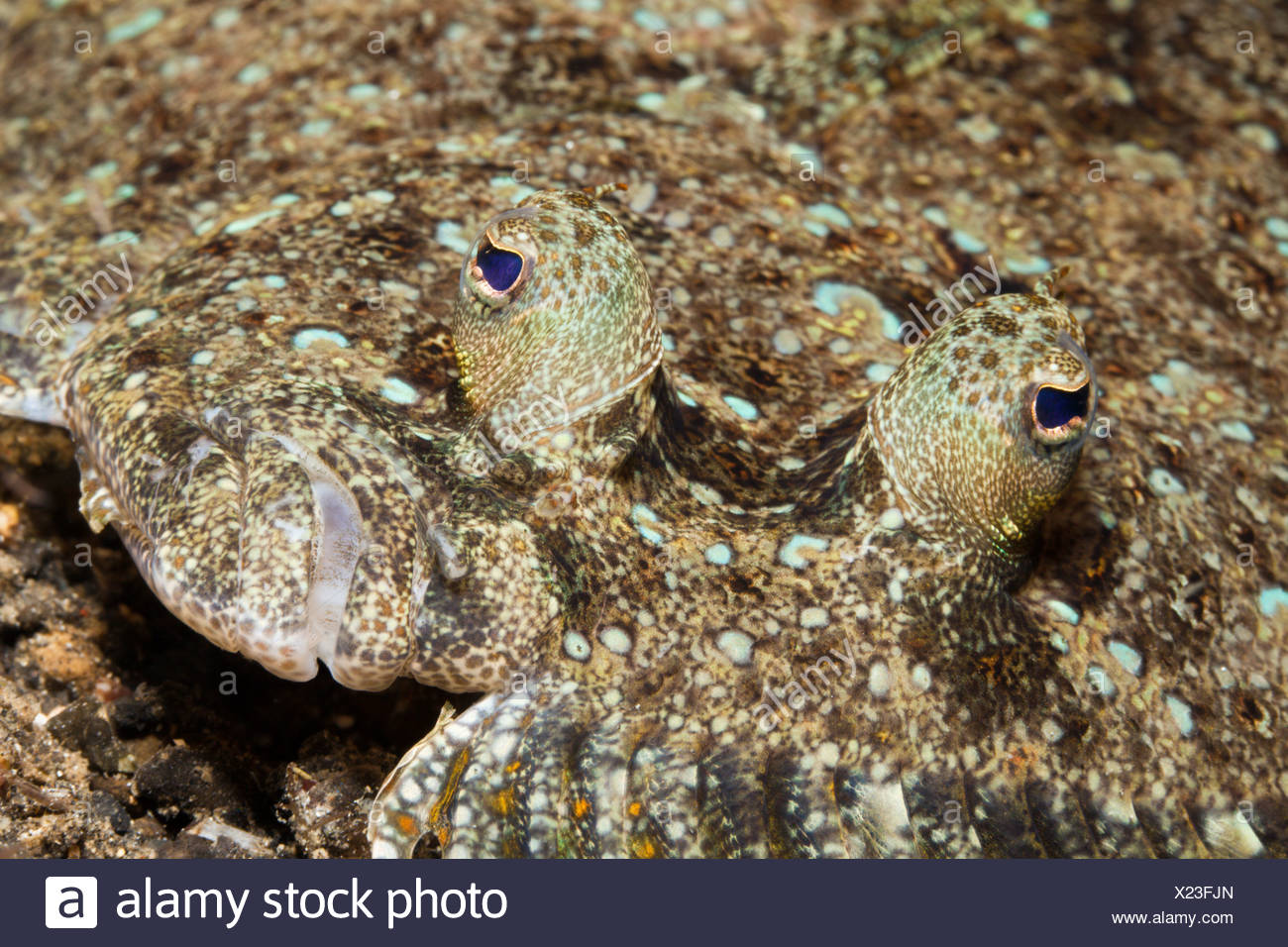 Bothus Mancus High Resolution Stock Photography and Images - Alamy