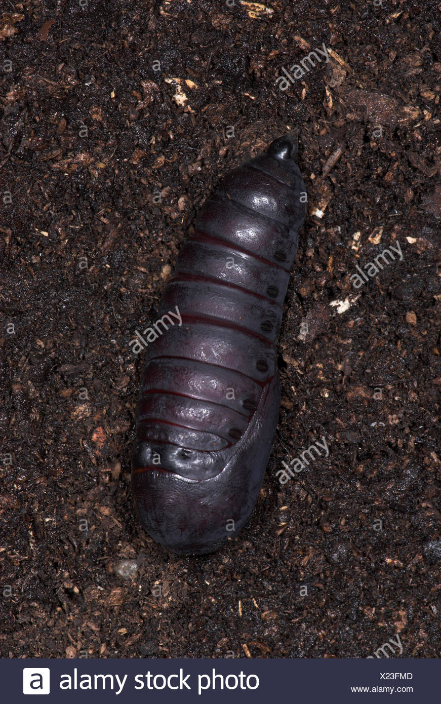 Brahmaea Hearseyi High Resolution Stock Photography and Images - Alamy