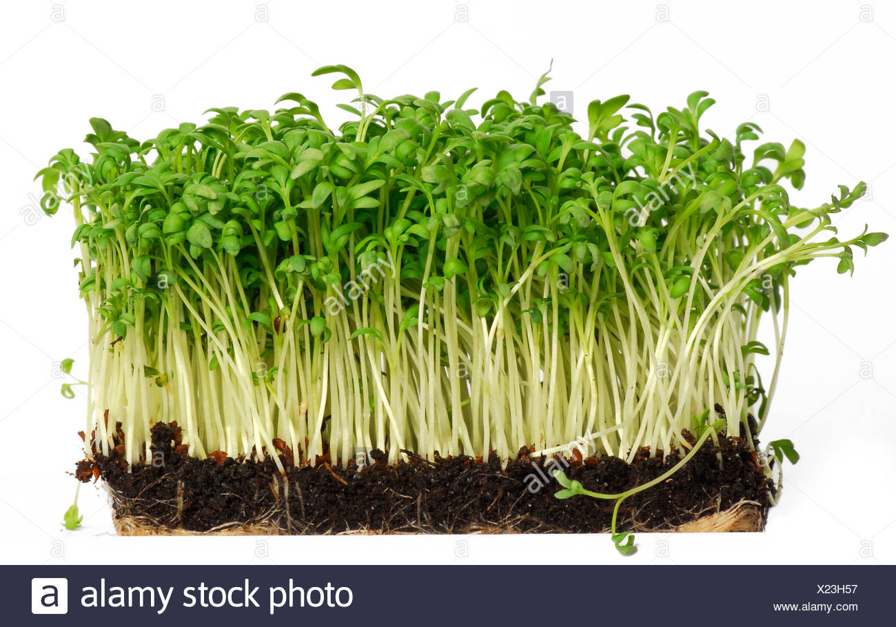 Lepidium Sativum High Resolution Stock Photography and Images - Alamy