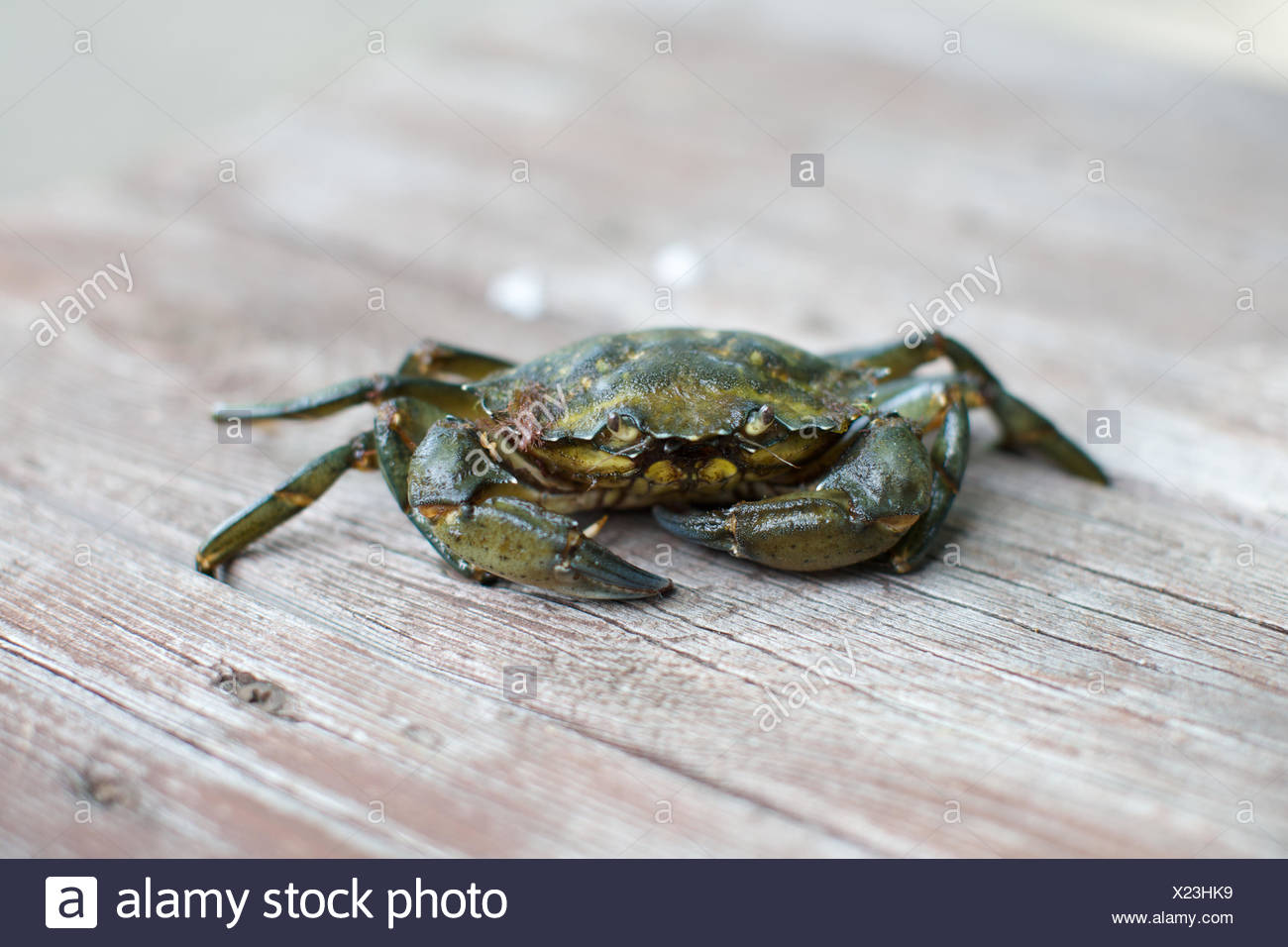 Crab Shell Texture Stock Photos & Crab Shell Texture Stock Images - Alamy
