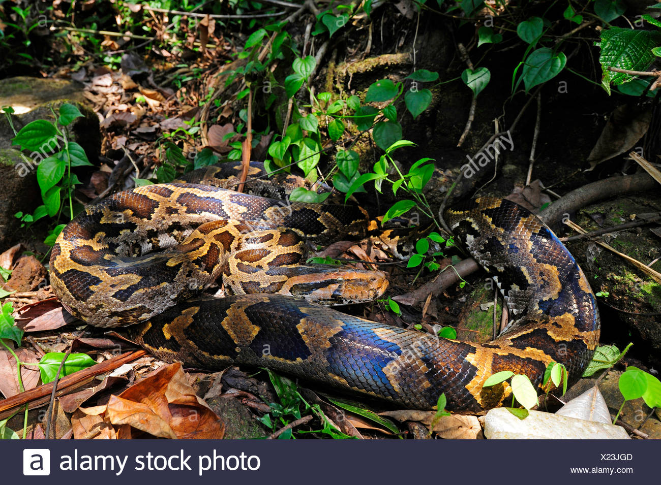 Indian Adaptation High Resolution Stock Photography and Images - Alamy