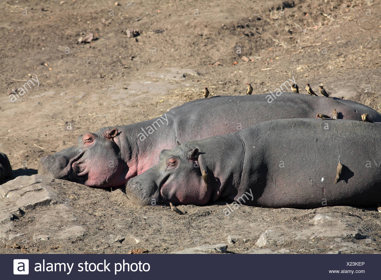 Hippopotamus Amphibius Sleeping High Resolution Stock Photography and ...