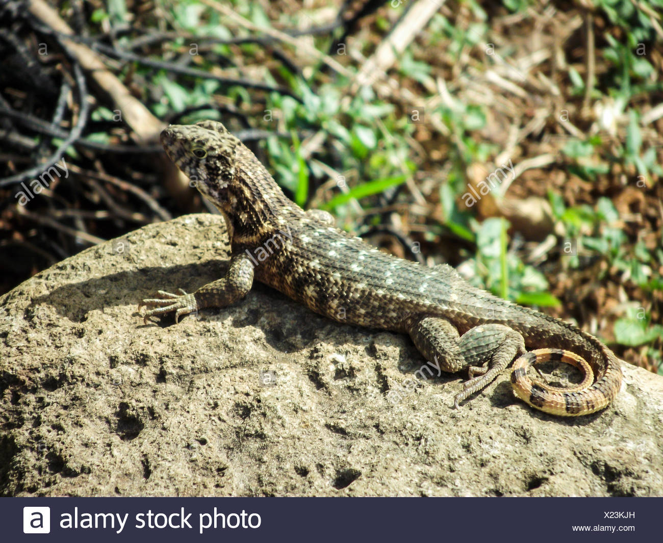 Lizard Sunbathing High Resolution Stock Photography and Images - Alamy