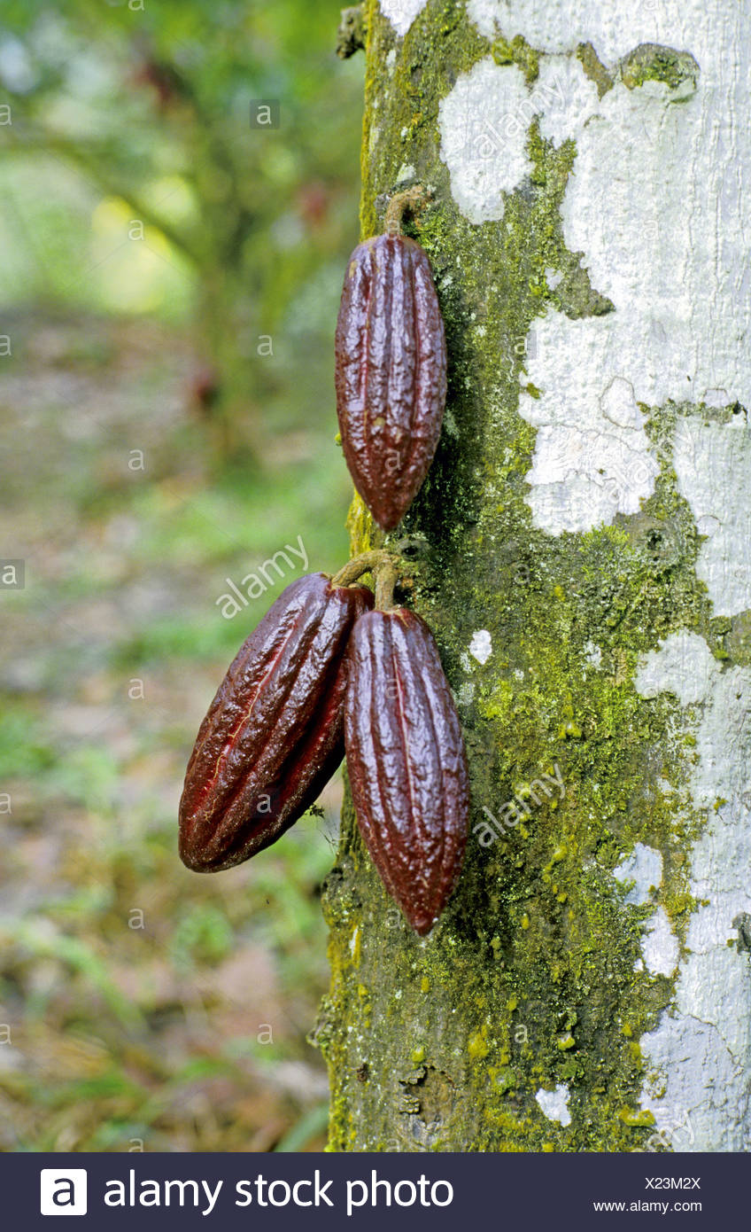 Indonesian Cacao High Resolution Stock Photography and Images - Alamy