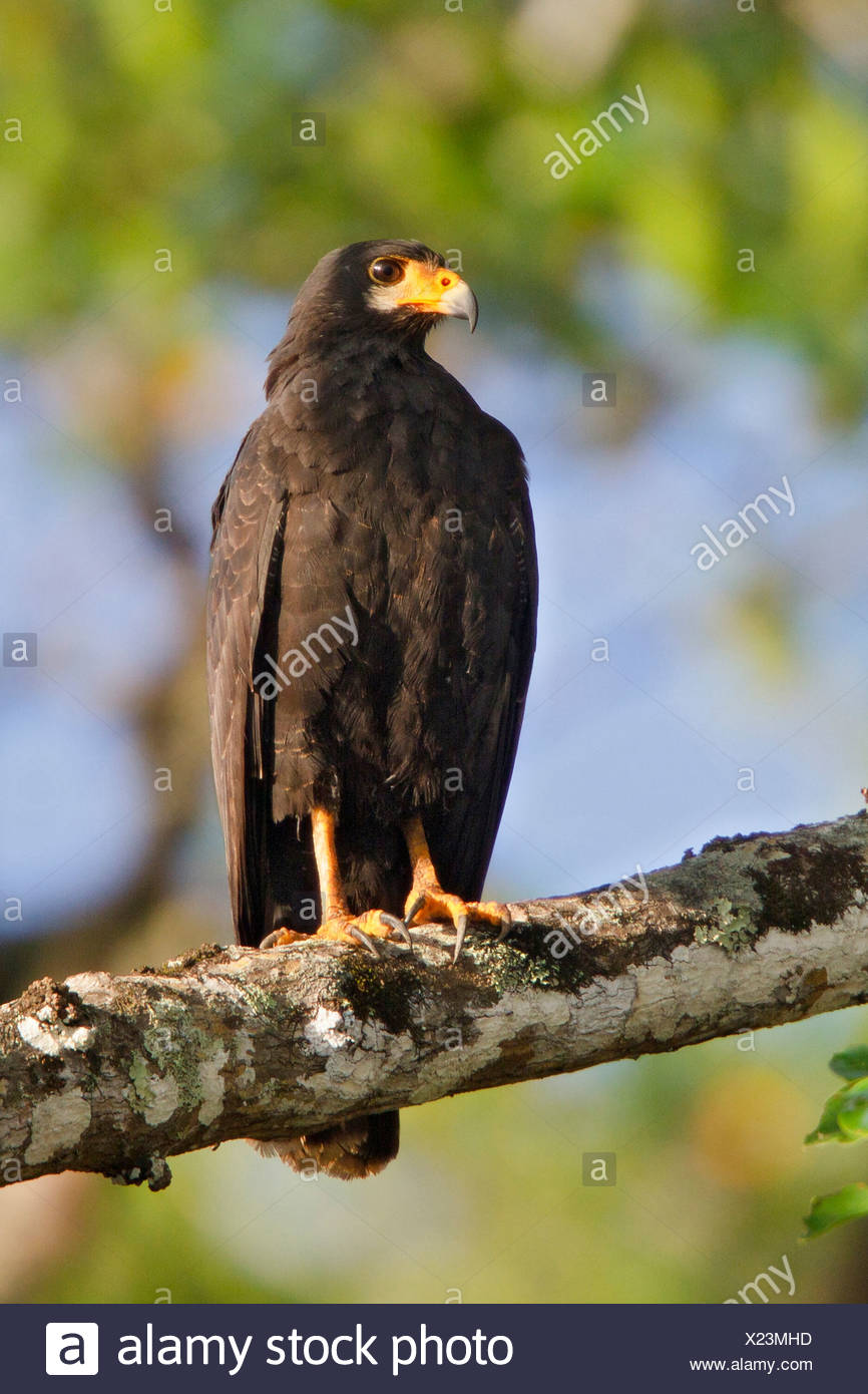 Common Hawk High Resolution Stock Photography and Images - Alamy