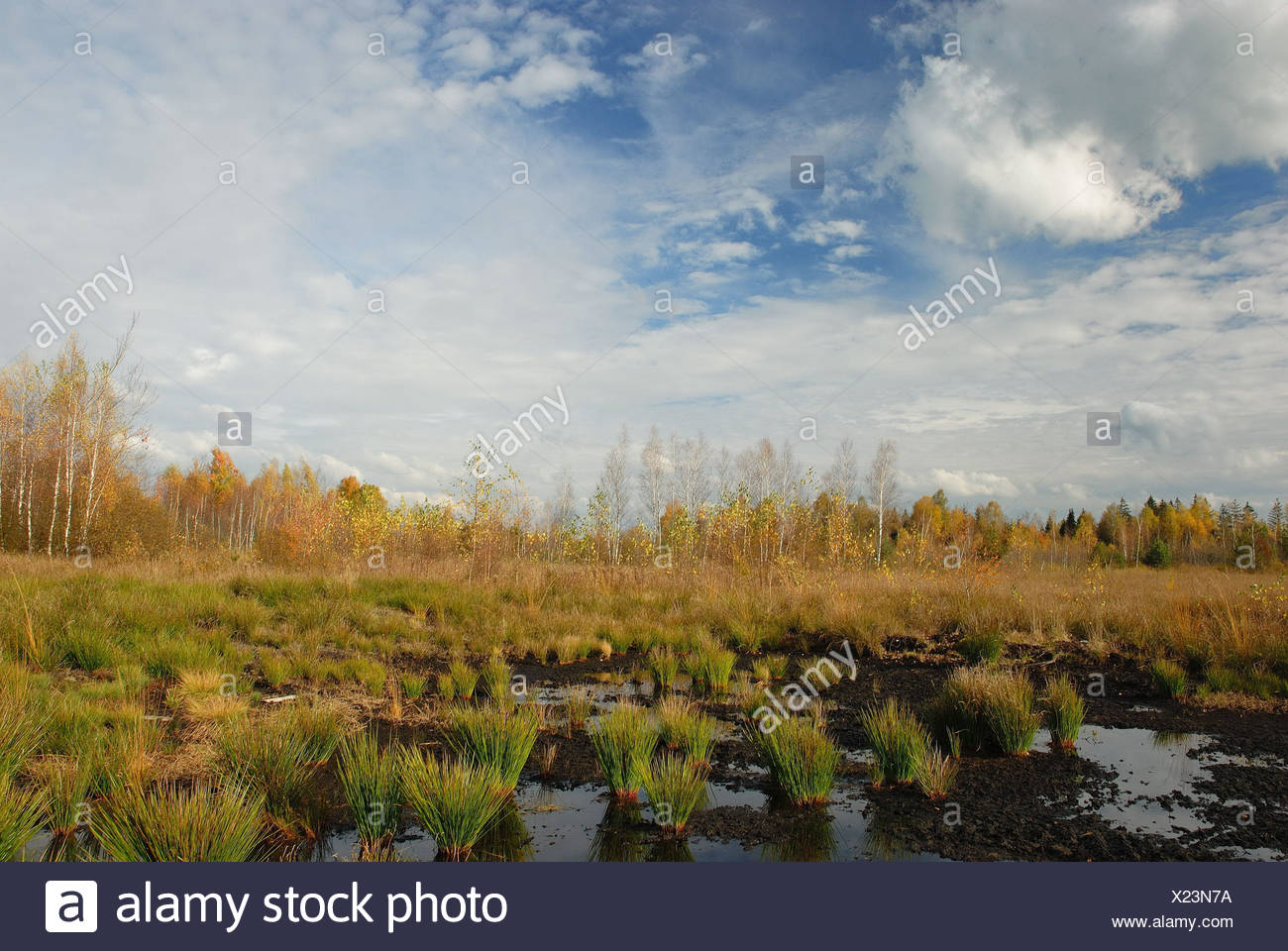Boggy Marsh High Resolution Stock Photography and Images - Alamy