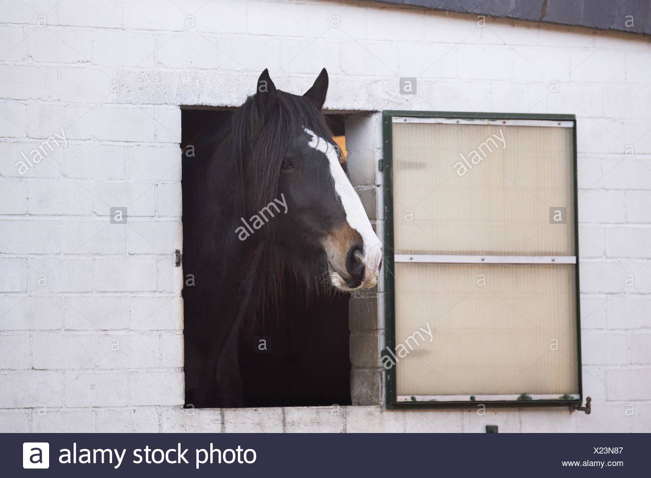 Shire Horse High Resolution Stock Photography and Images - Alamy
